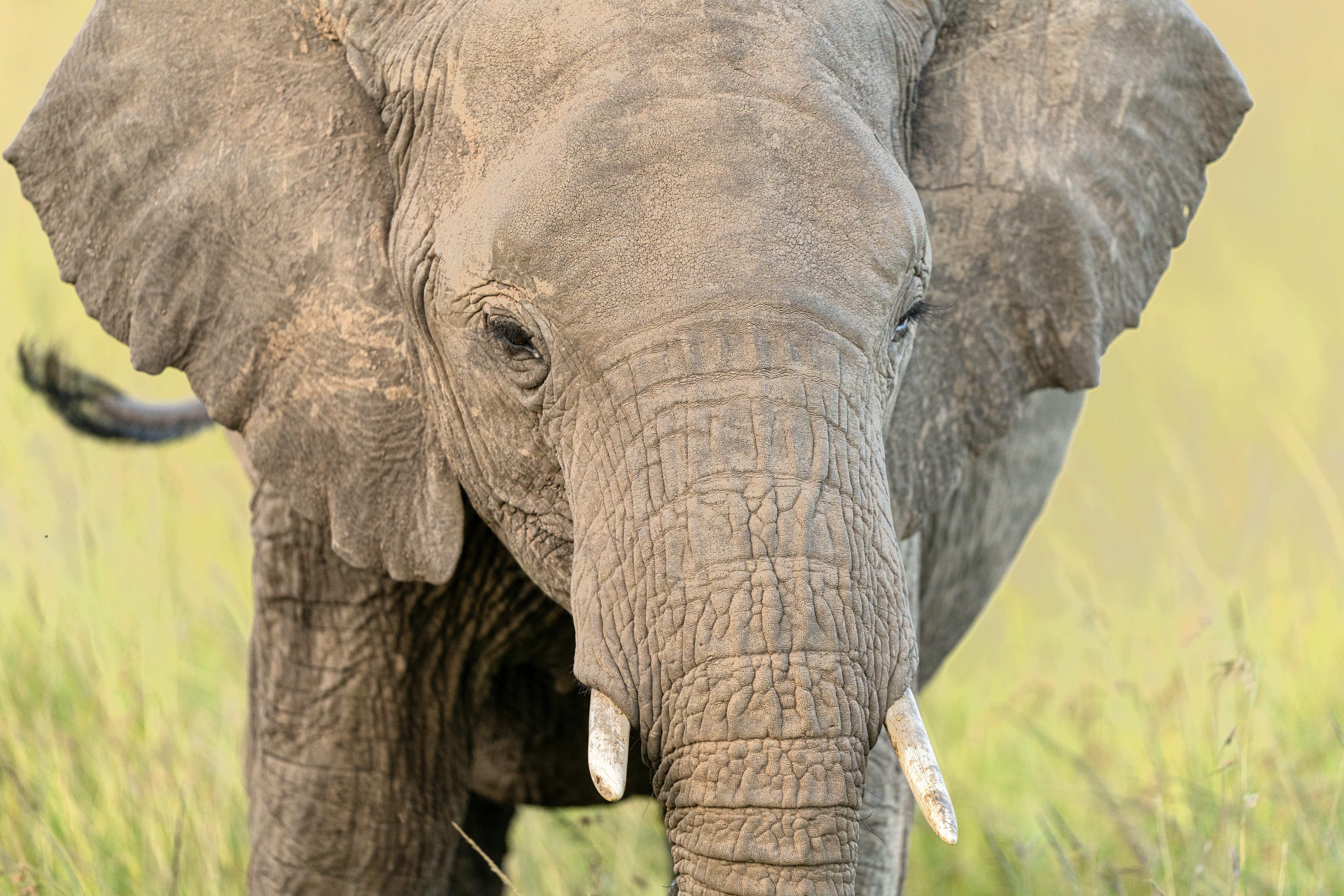 African Elephant Facing Camera Photos, Download The BEST Free African ...