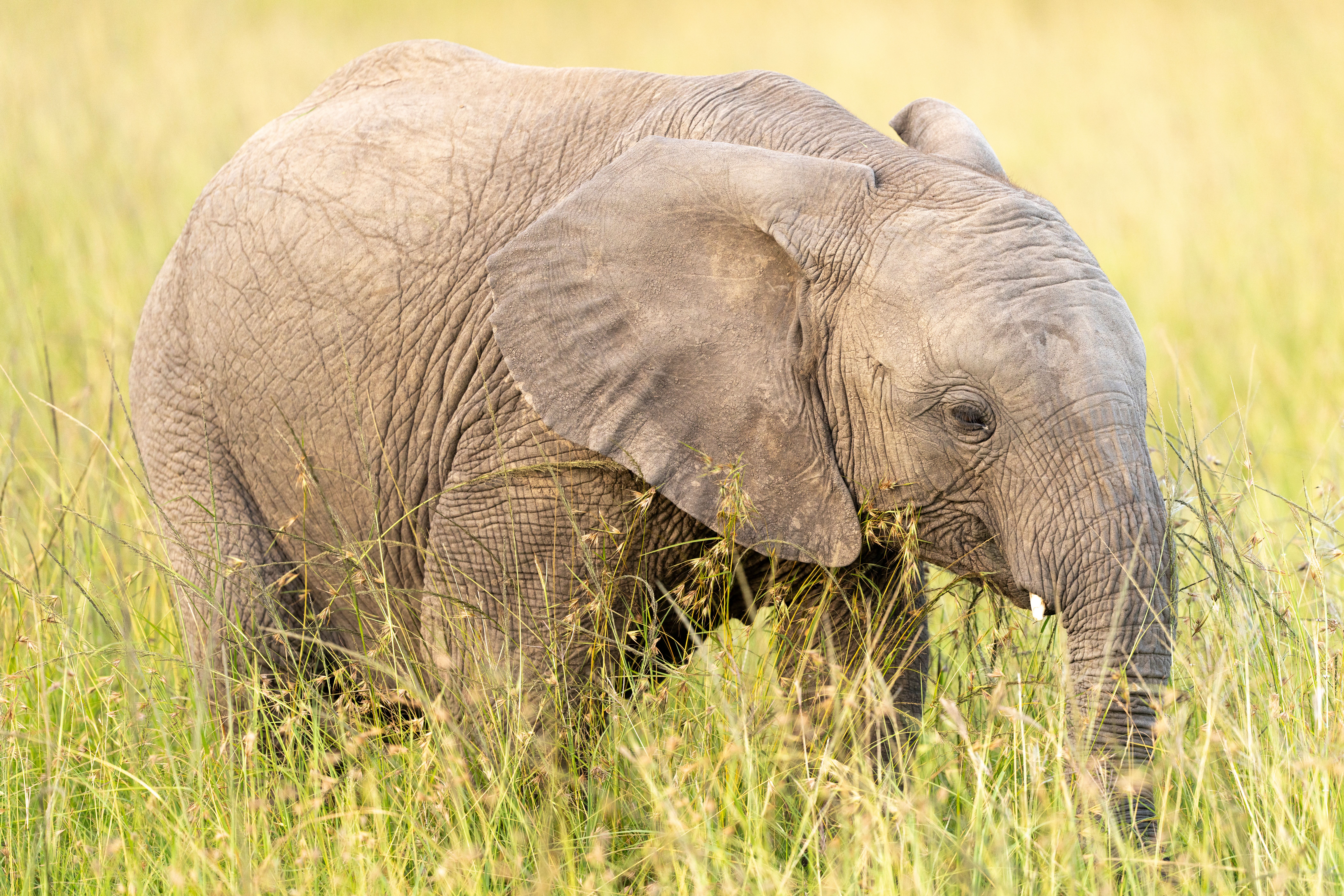 Young African Elephant in Kenyan Grasslands · Free Stock Photo