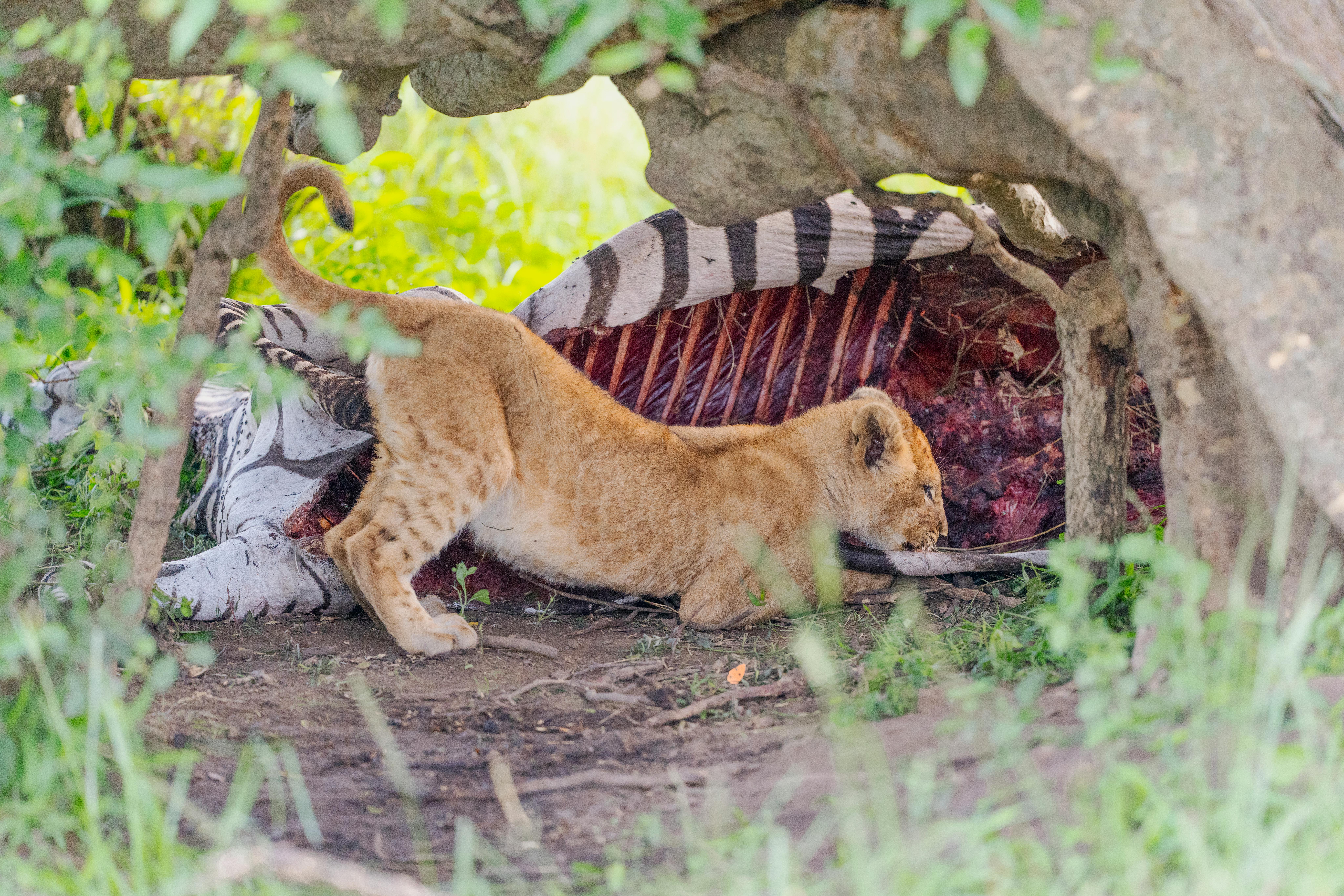 Lion Cub with Zebra Carcass in Kenyan Safari · Free Stock Photo
