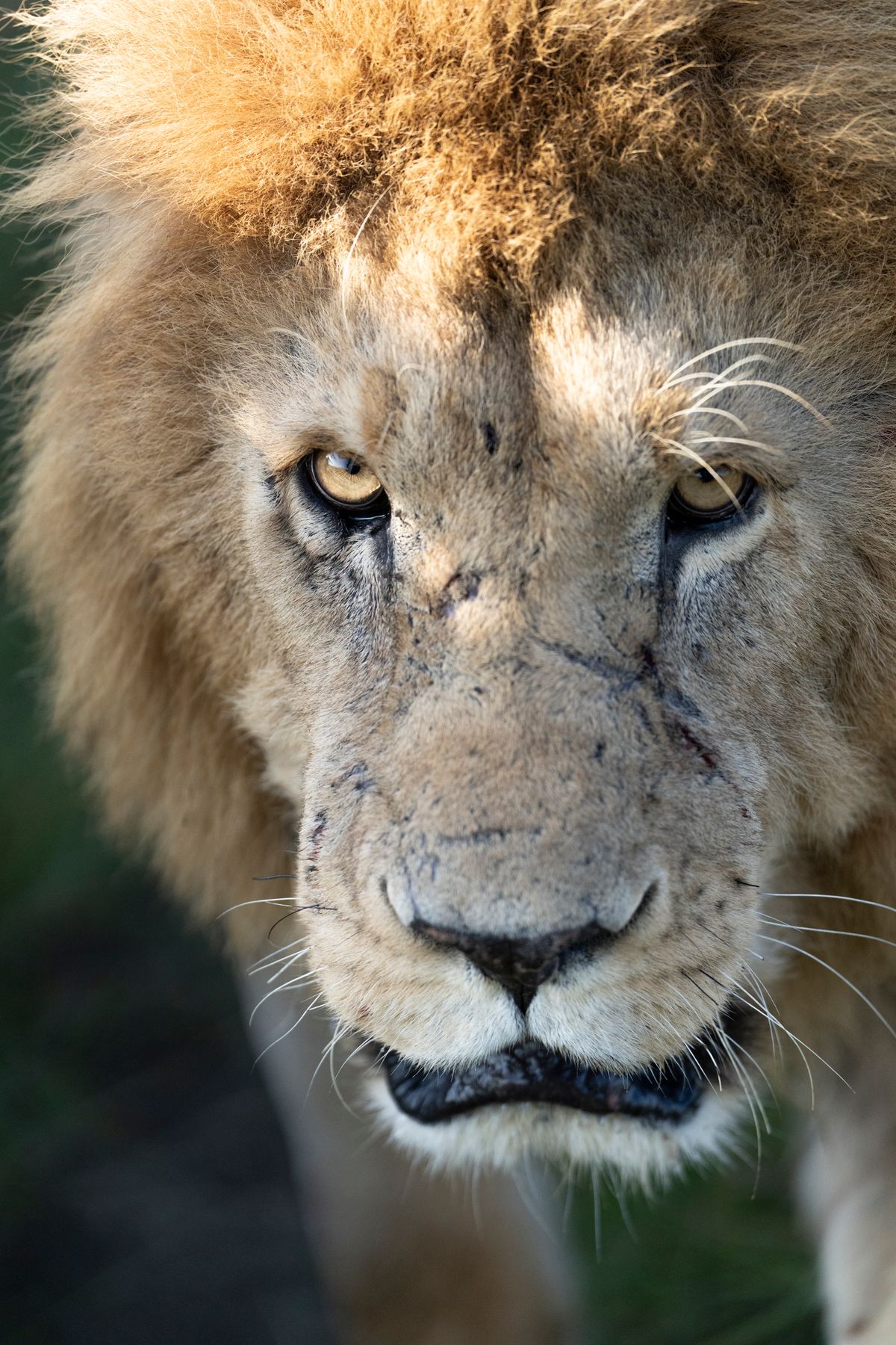 Angry Lion Photos, Download The BEST Free Angry Lion Stock Photos & HD ...