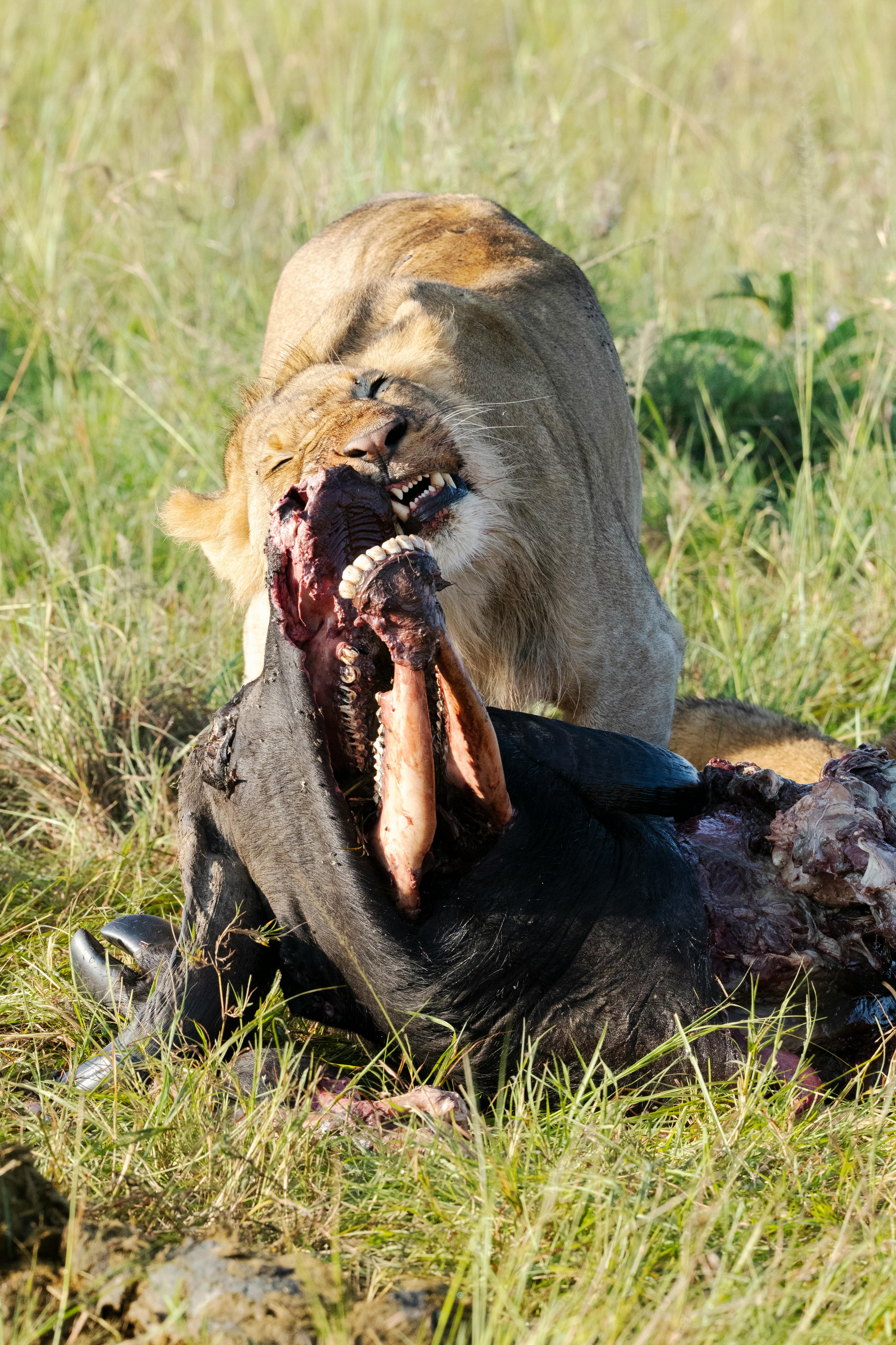 Lion Eating Meat Photos, Download The BEST Free Lion Eating Meat Stock ...