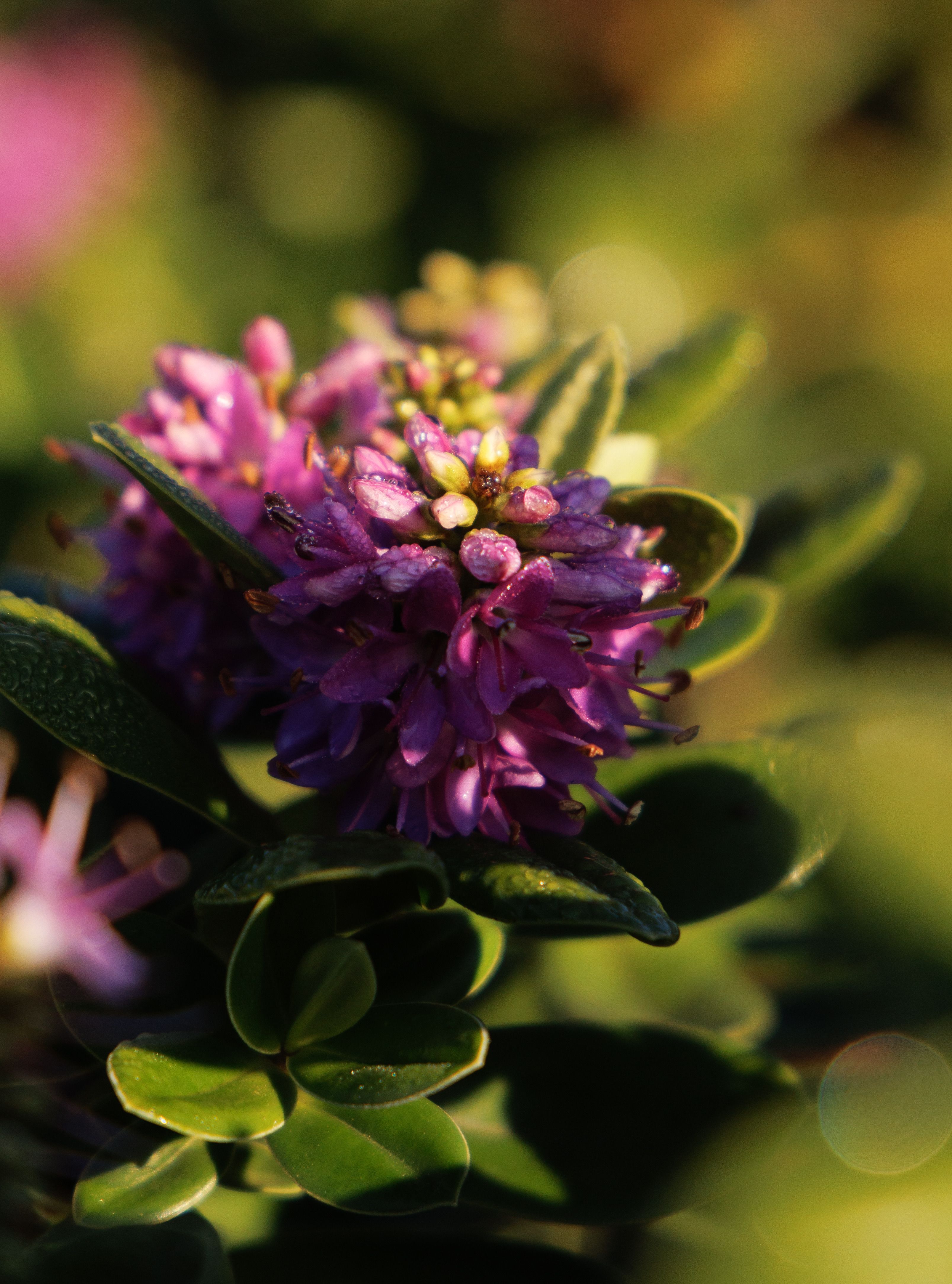 Close-up of Vibrant Purple Hebe Flowers in Bloom · Free Stock Photo