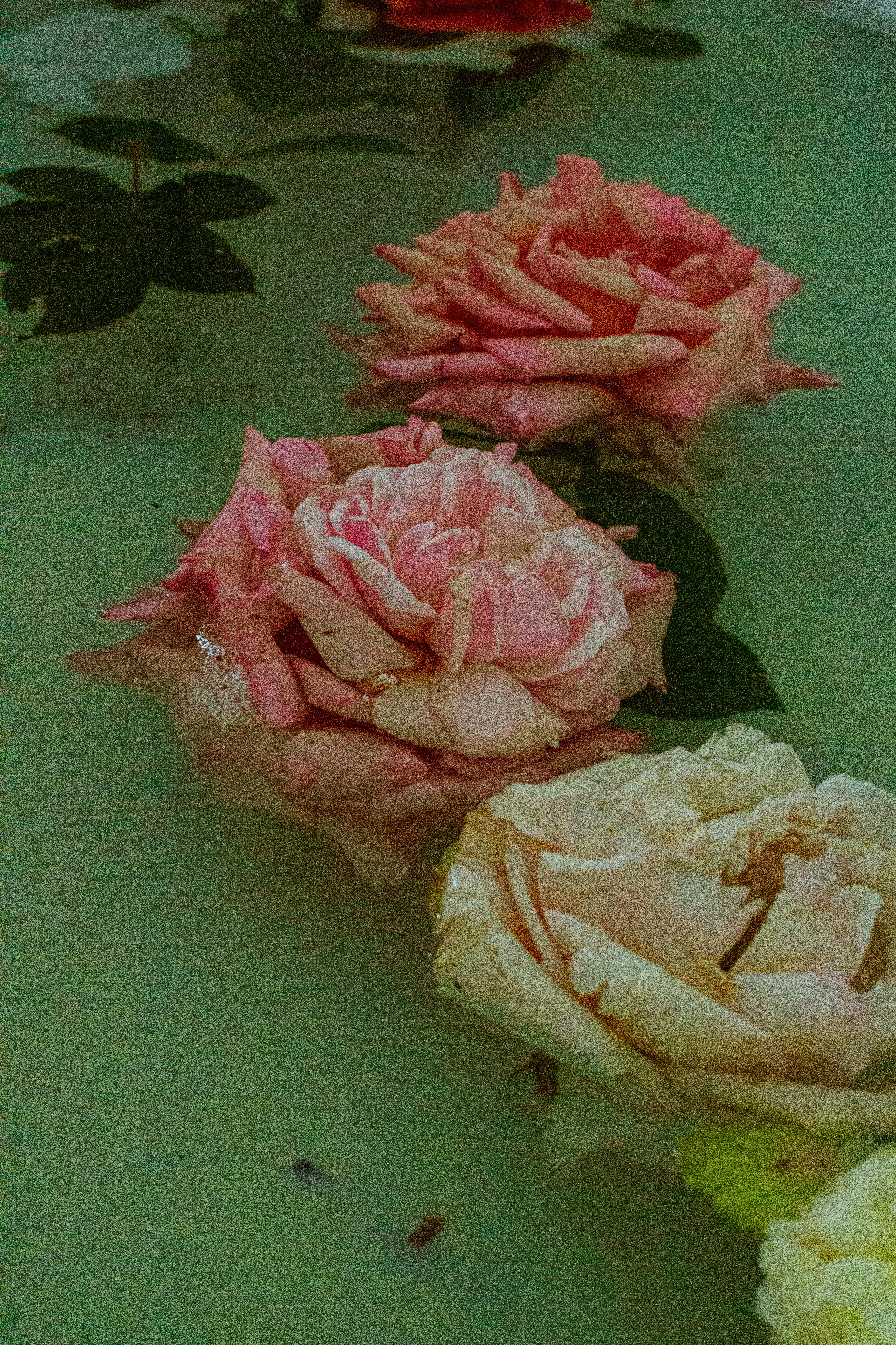 Serene Pink Roses Floating on Water · Free Stock Photo