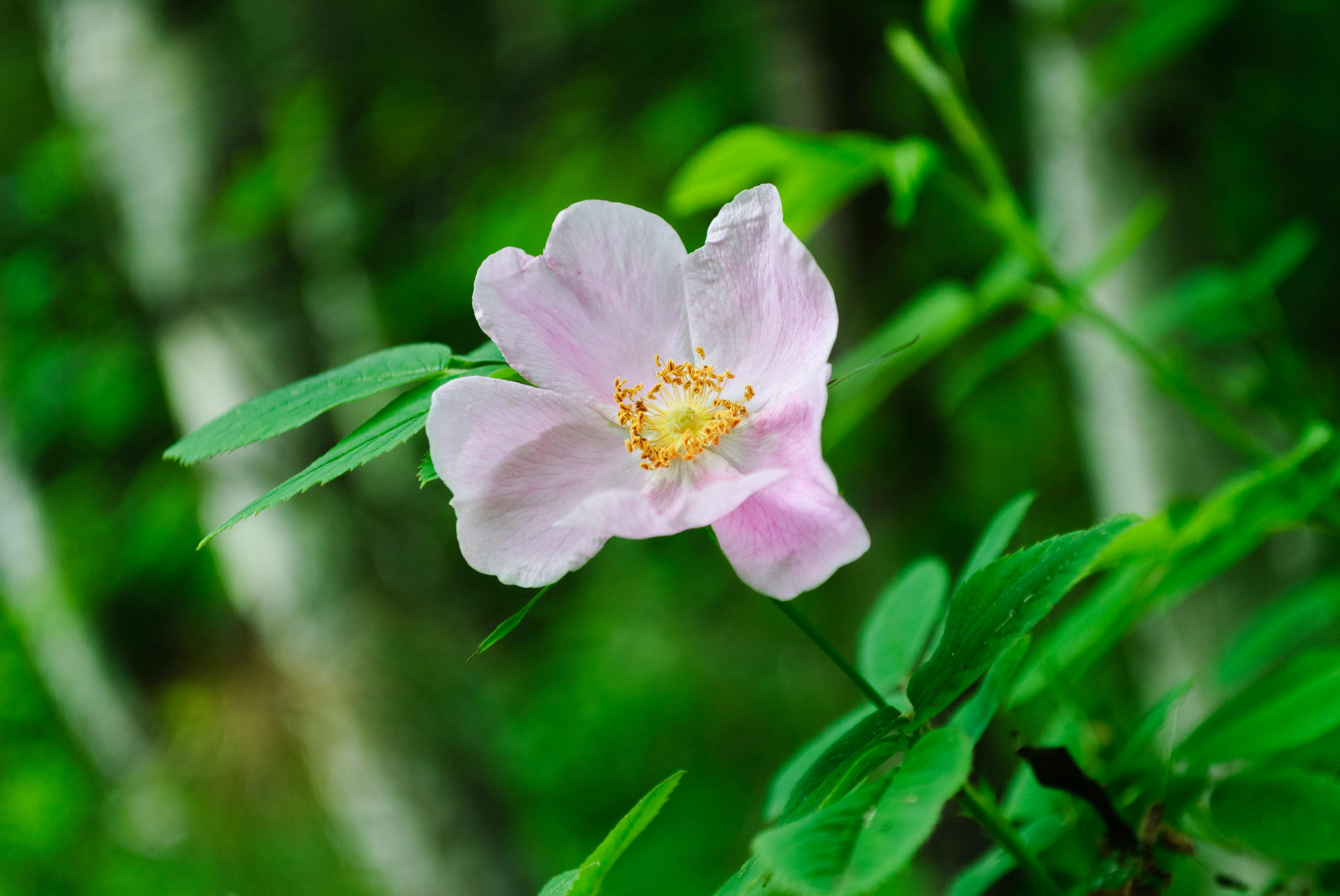 Close-up of Beautiful Pink Wild Rose in Bloom · Free Stock Photo