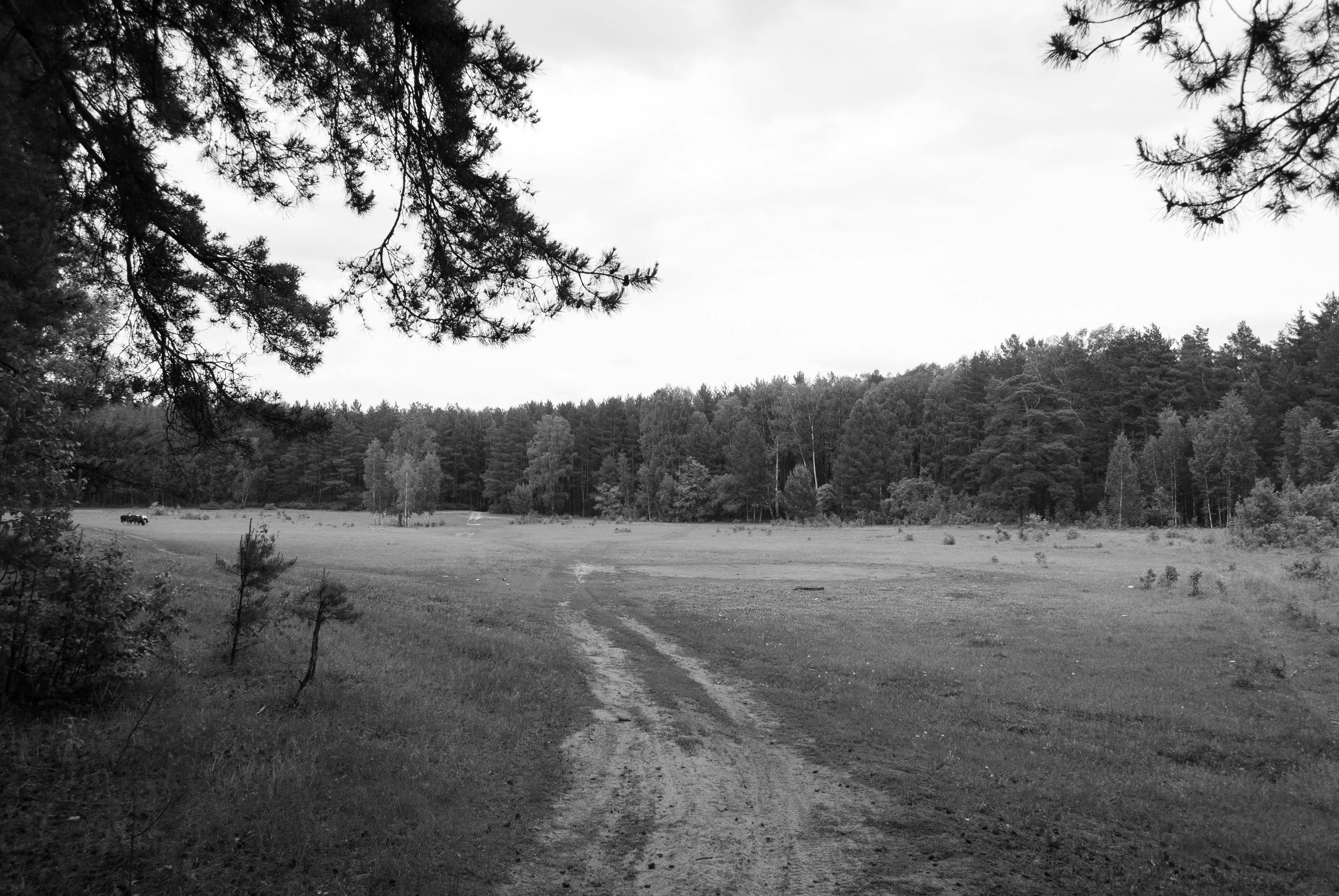 Grayscale Wilderness Photos, Download The BEST Free Grayscale ...