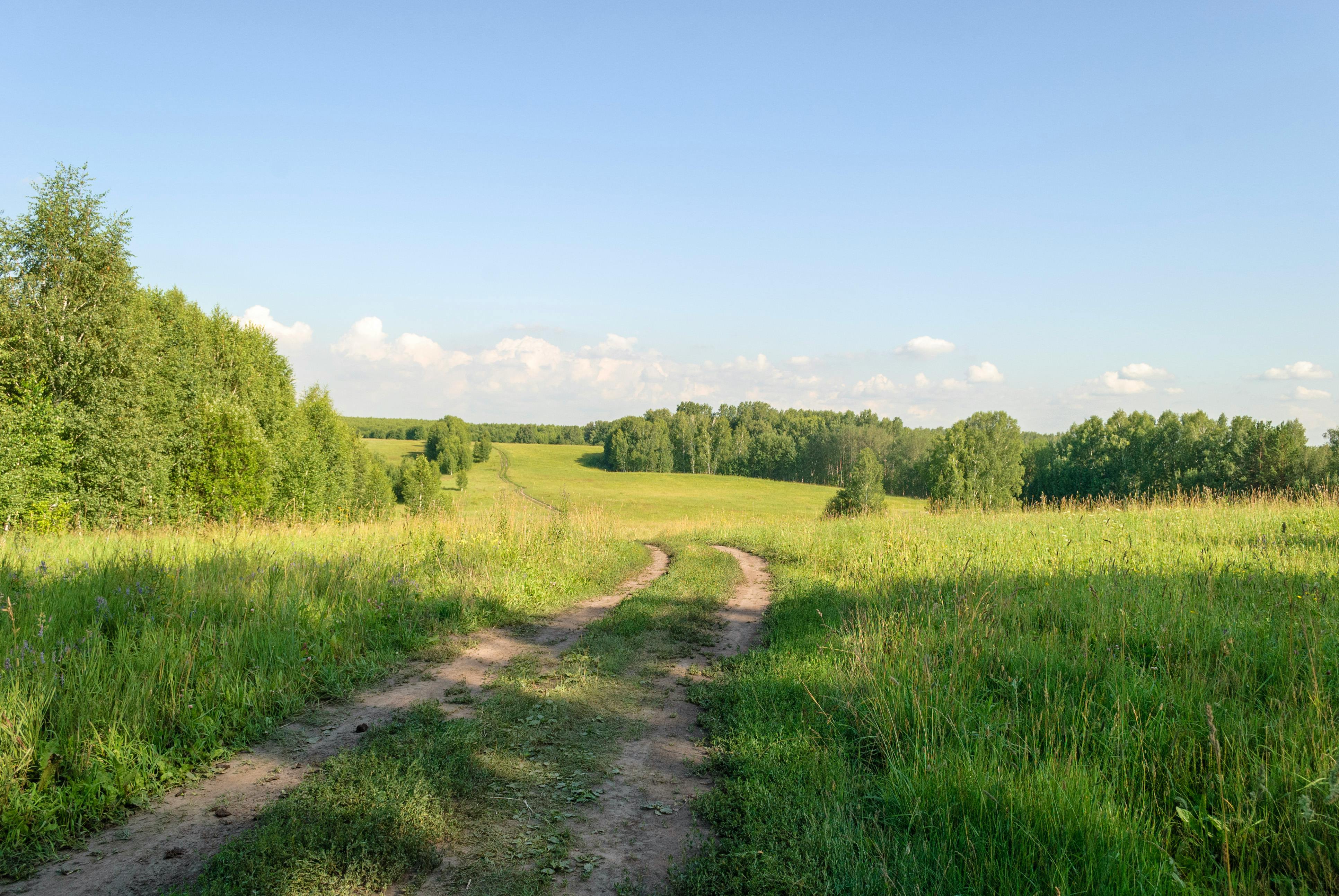 Serene Countryside Pathway in Lush Landscape · Free Stock Photo