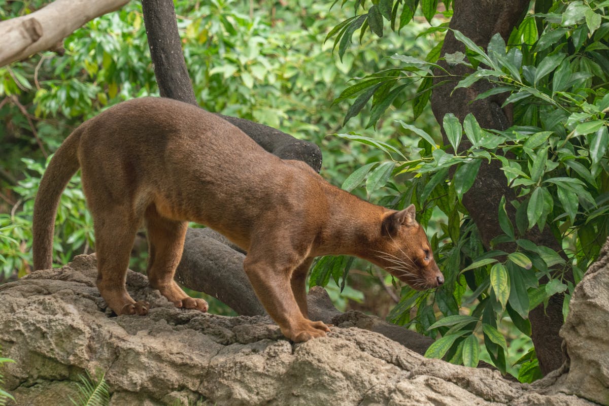 Fossa Photos, Download The BEST Free Fossa Stock Photos & HD Images Fossa Photos, Download The BEST Free Fossa Stock Photos & HD Images