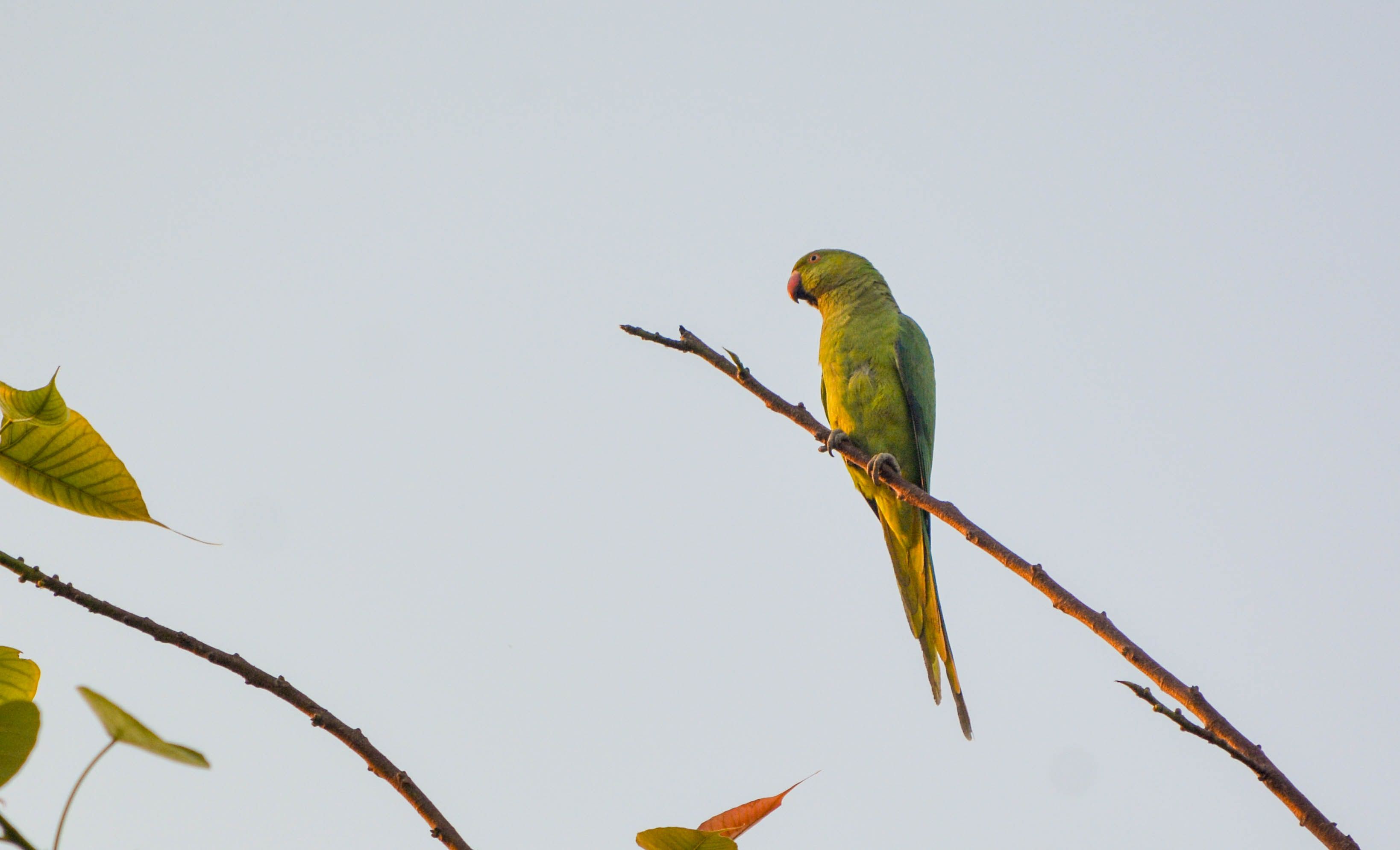 Arush Agarwal - Photography