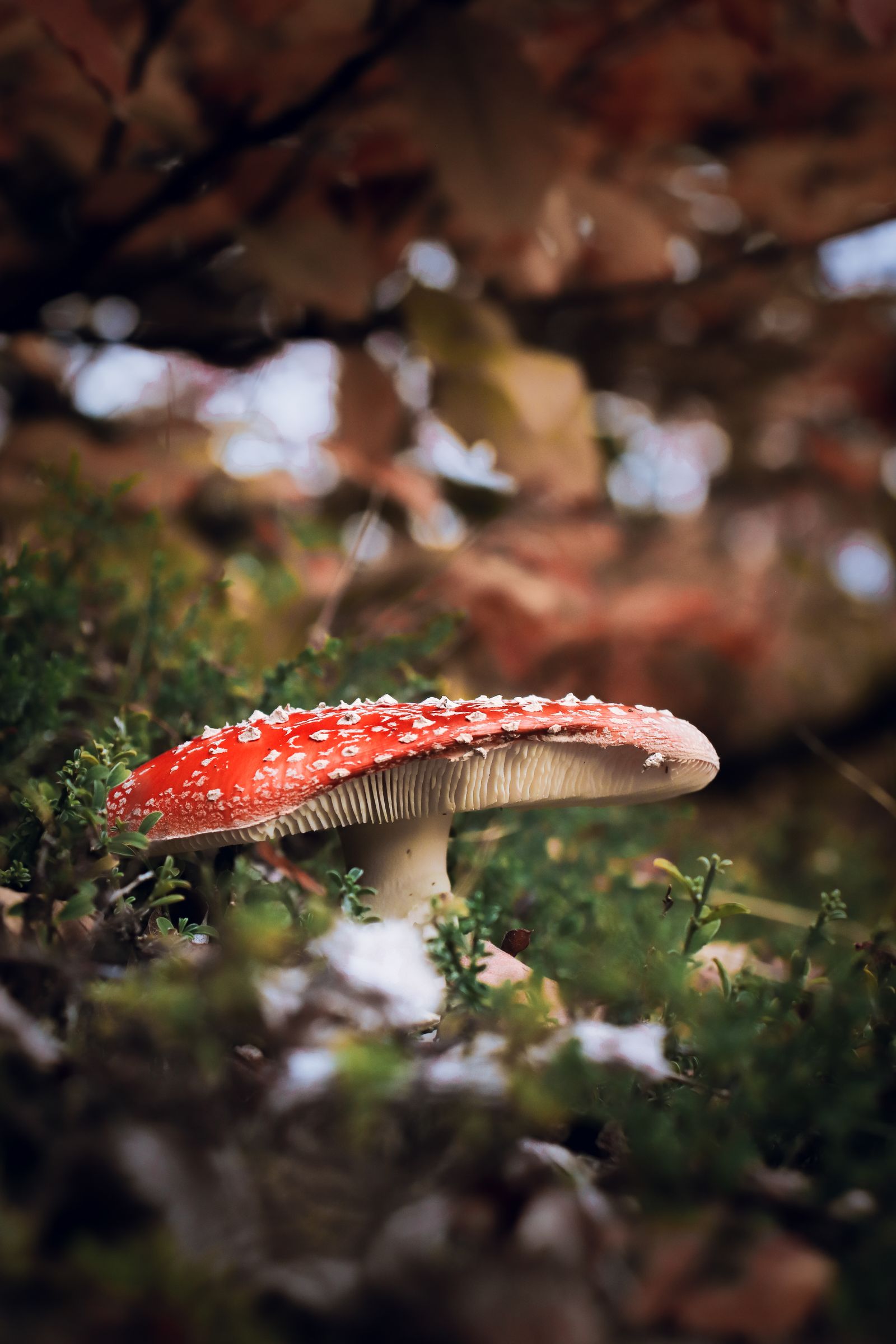 4k Mushroom Wallpapers Photos, Download The BEST Free 4k Mushroom ...