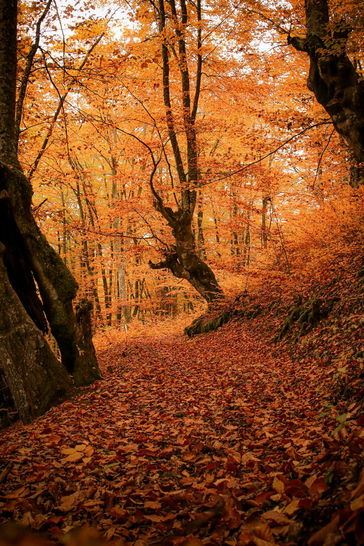 Autumn Path Photos, Download The BEST Free Autumn Path Stock Photos ...