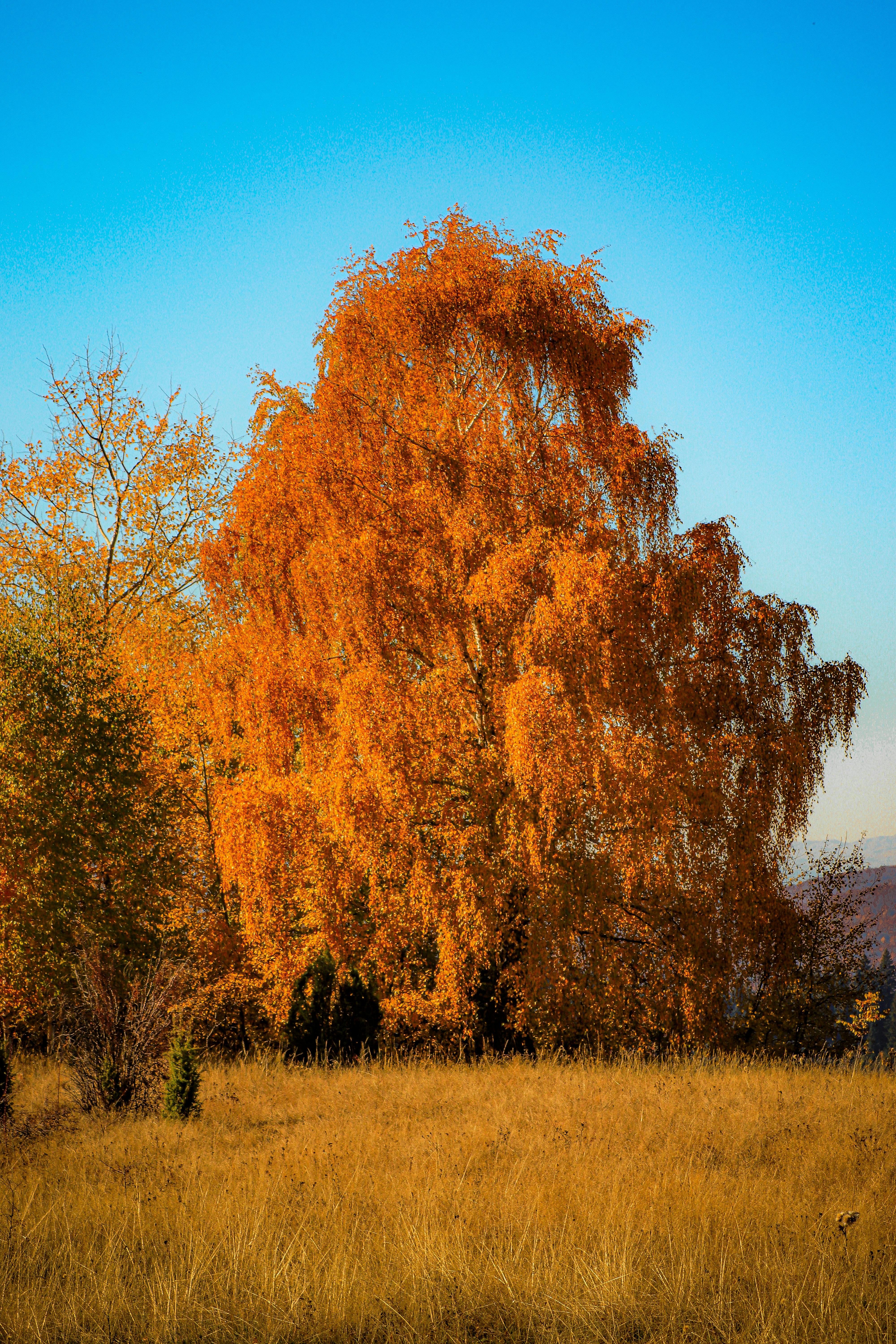 Golden Autumn Tree in Čajniče Landscape · Free Stock Photo