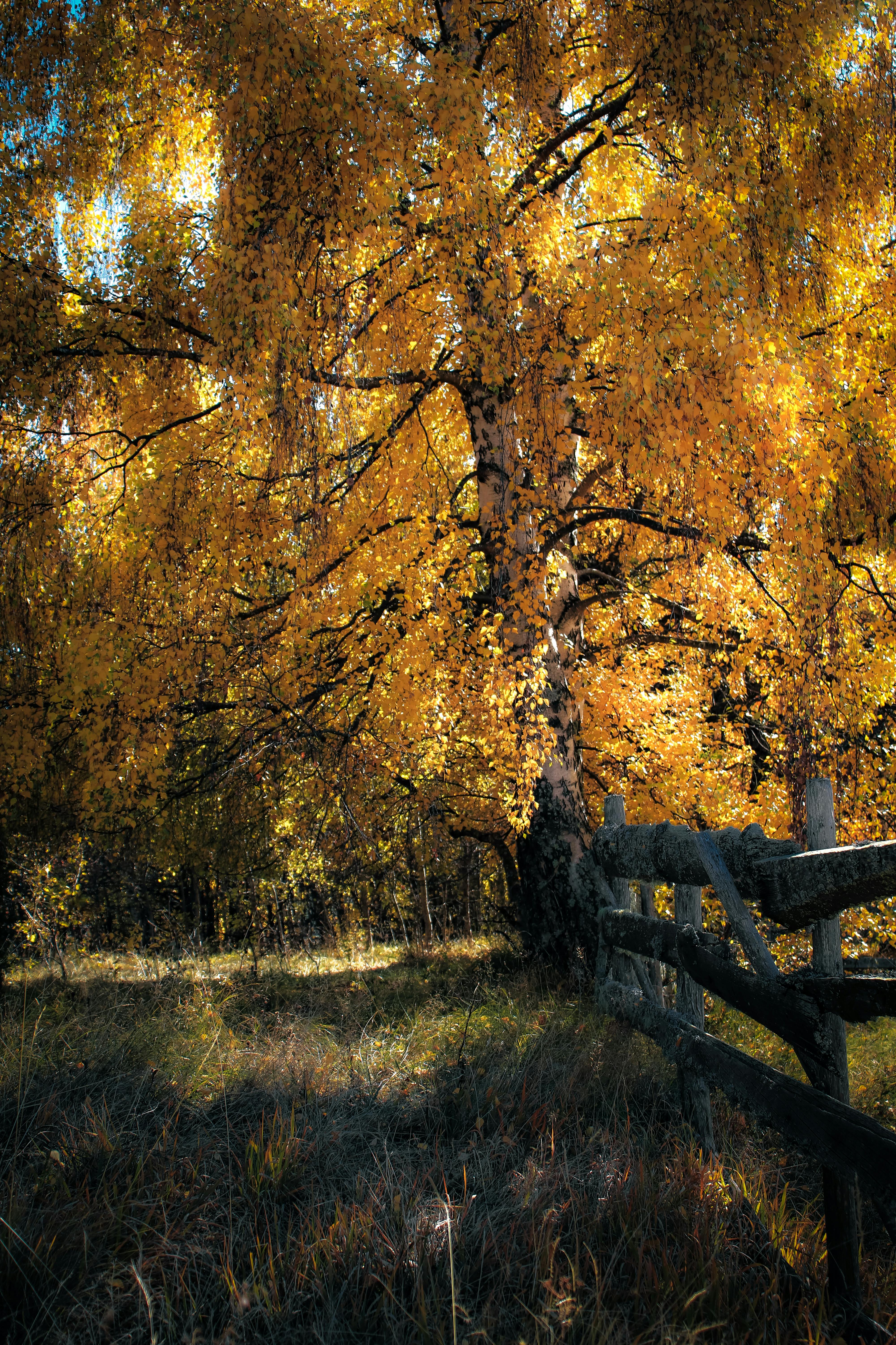 Autumn Birch Tree in Bosnian Forest · Free Stock Photo