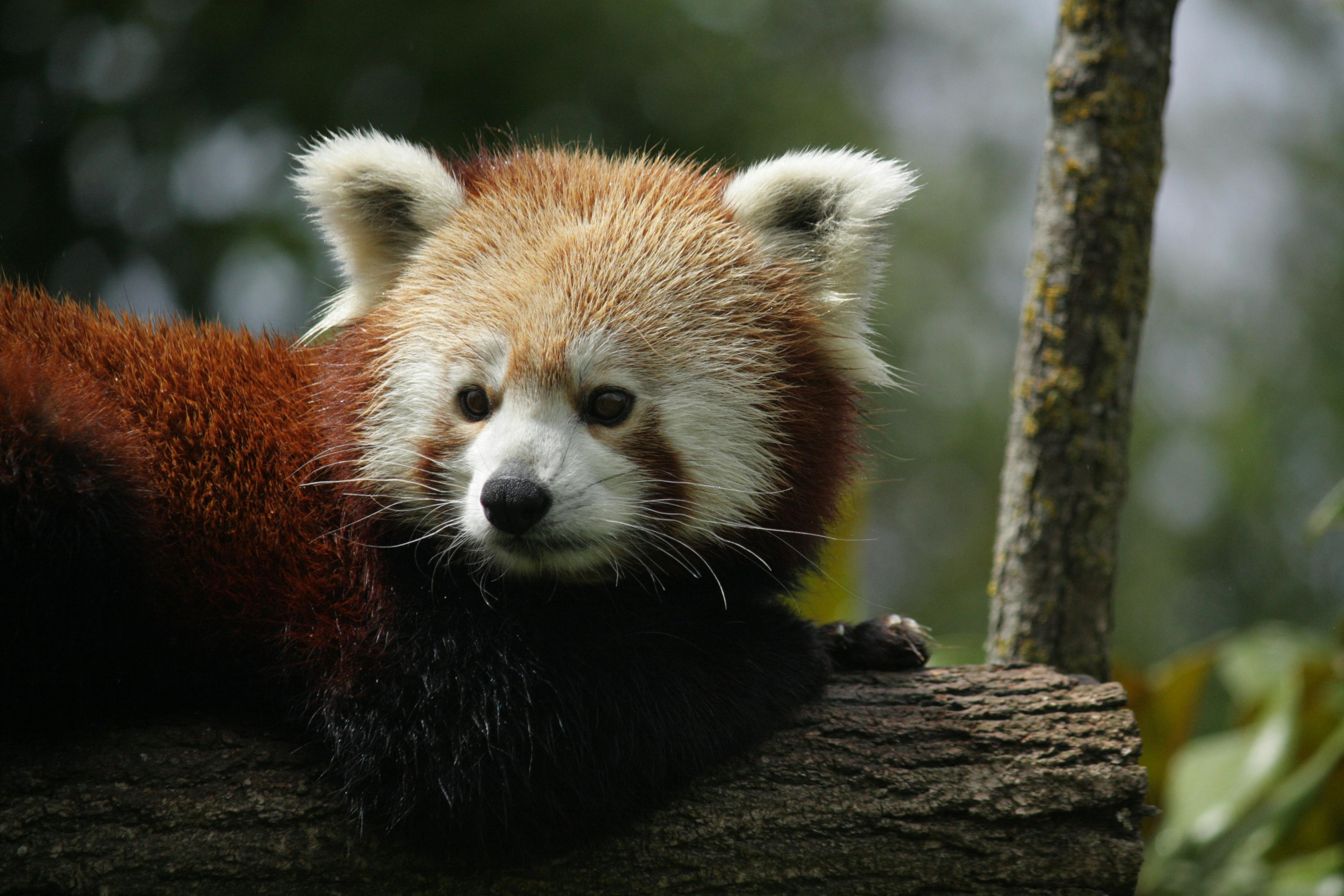 Brown Folder With Panda Face Photos, Download The BEST Free Brown ...