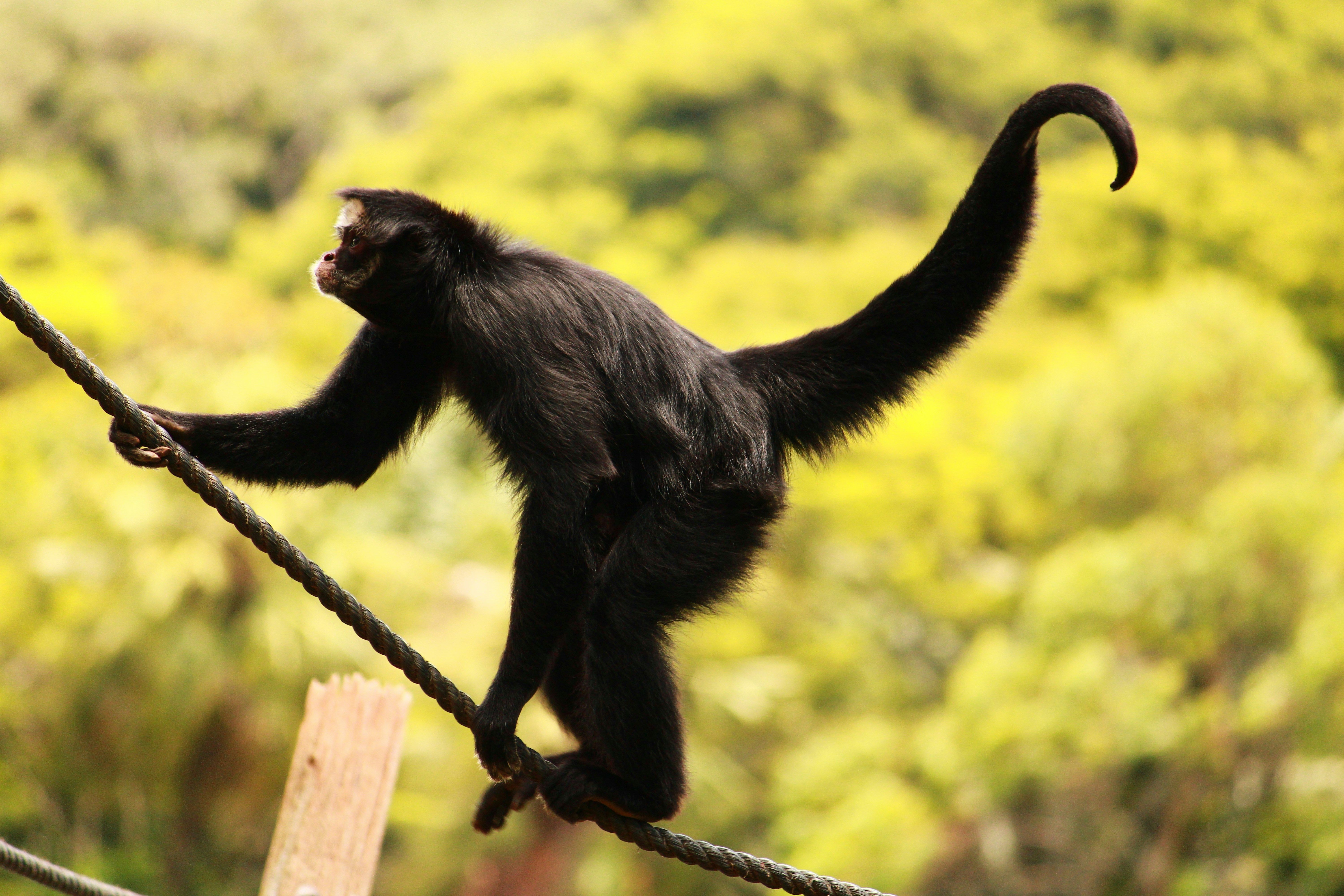 Spider Monkey Balancing in São Paulo Jungle · Free Stock Photo