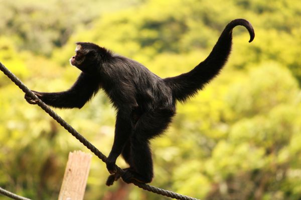 Scary Monkey Photos, Download The BEST Free Scary Monkey Stock Photos ...