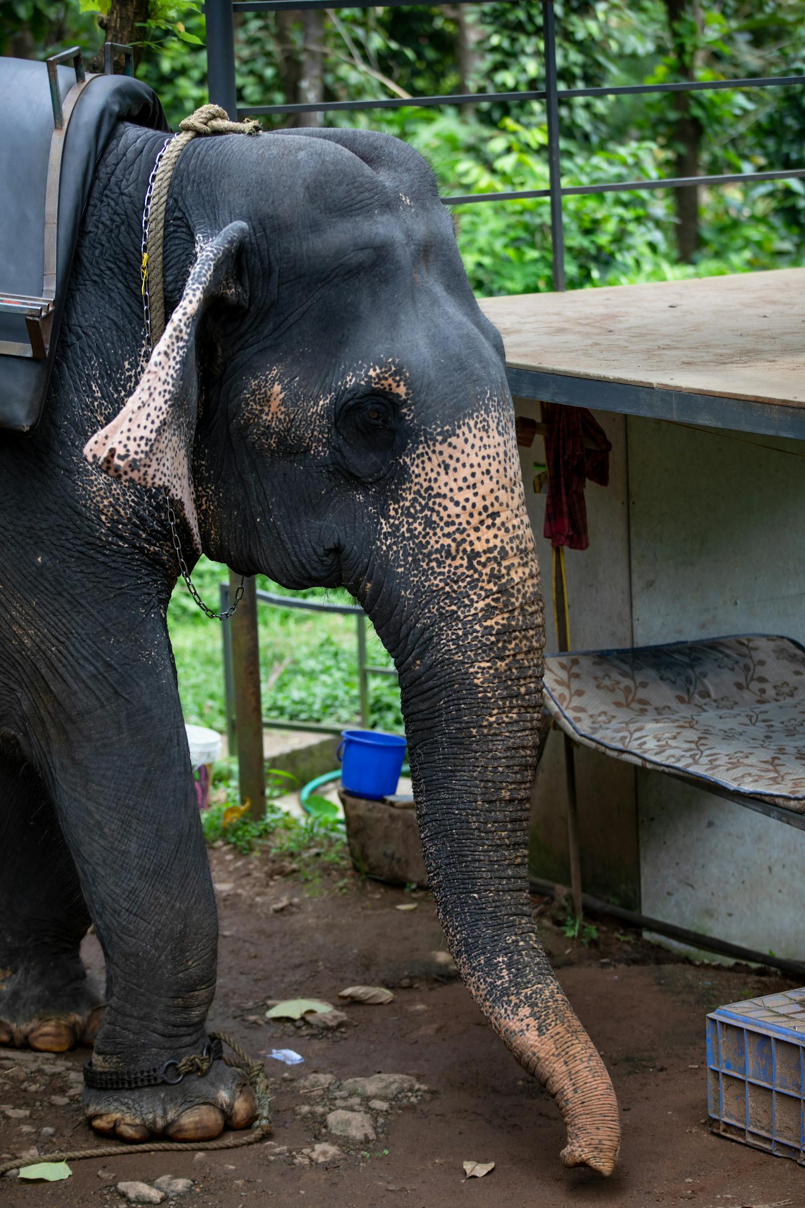 Asian Elephant Photos, Download The BEST Free Asian Elephant Stock ...