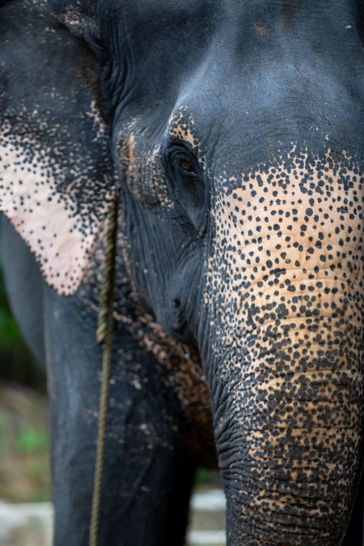 Elephant Texture Photos, Download The BEST Free Elephant Texture Stock ...