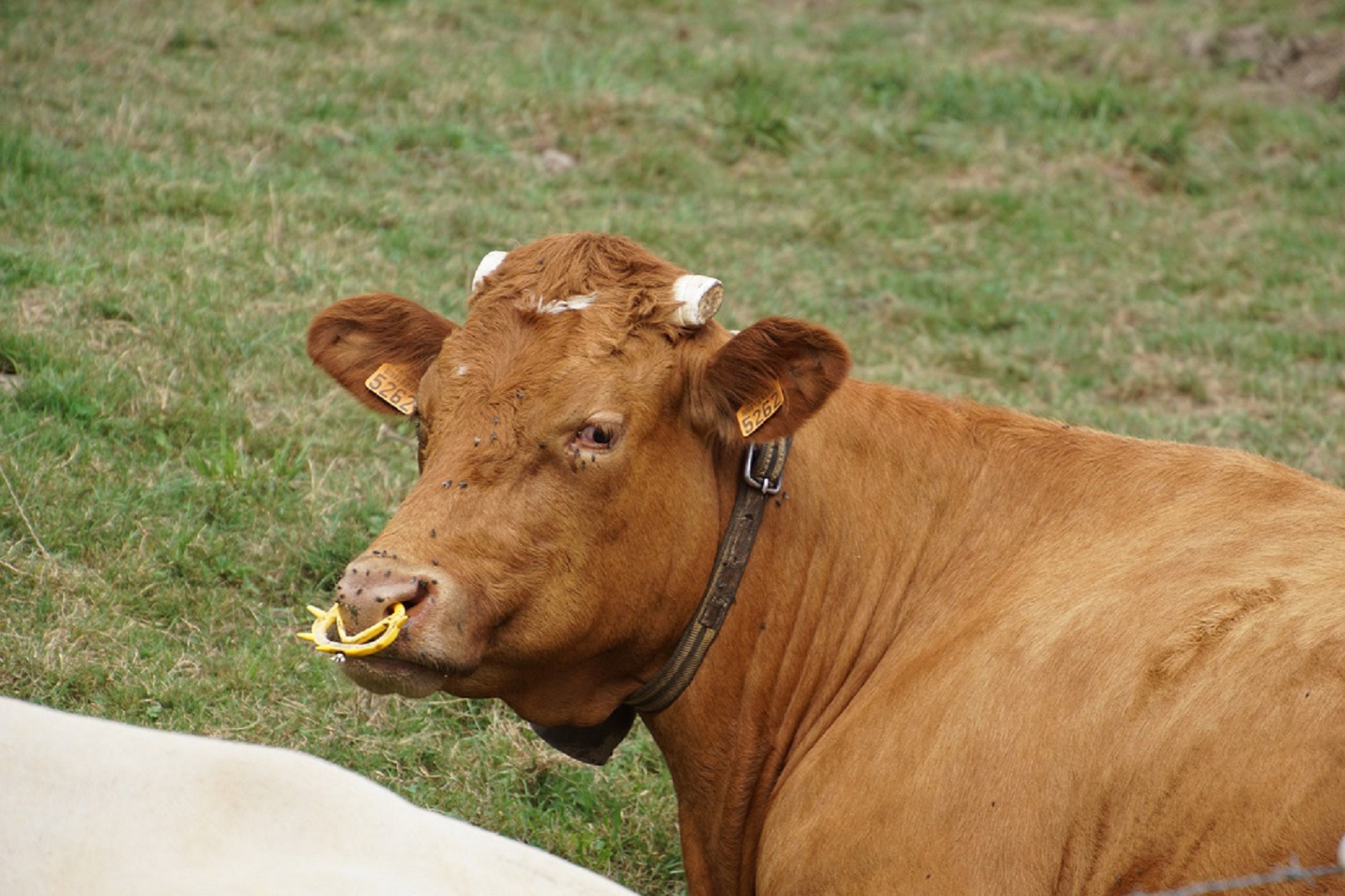 Brown Cow with Yellow Nose Ring in Field · Free Stock Photo