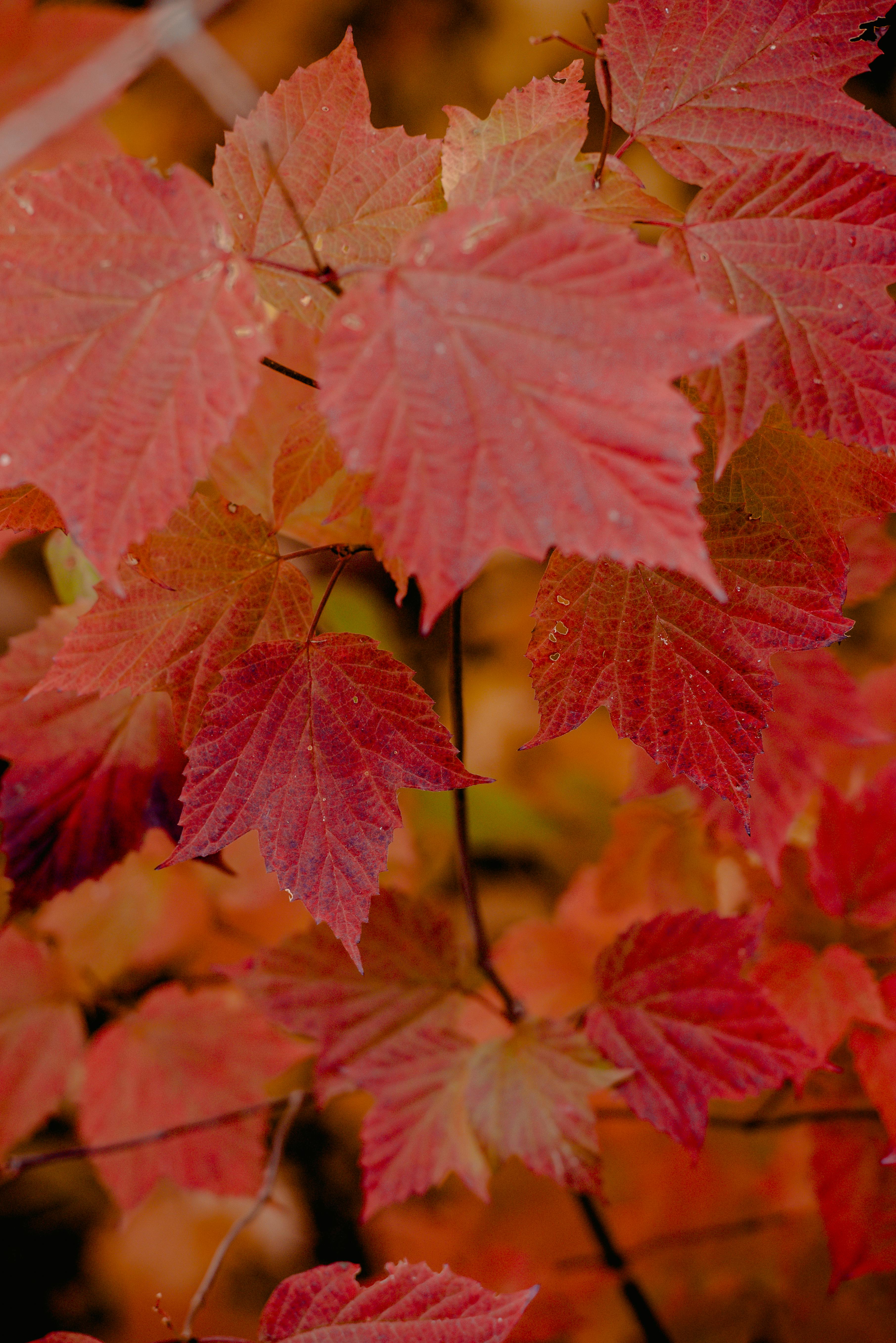 Feuilles Rouges · Photo gratuite