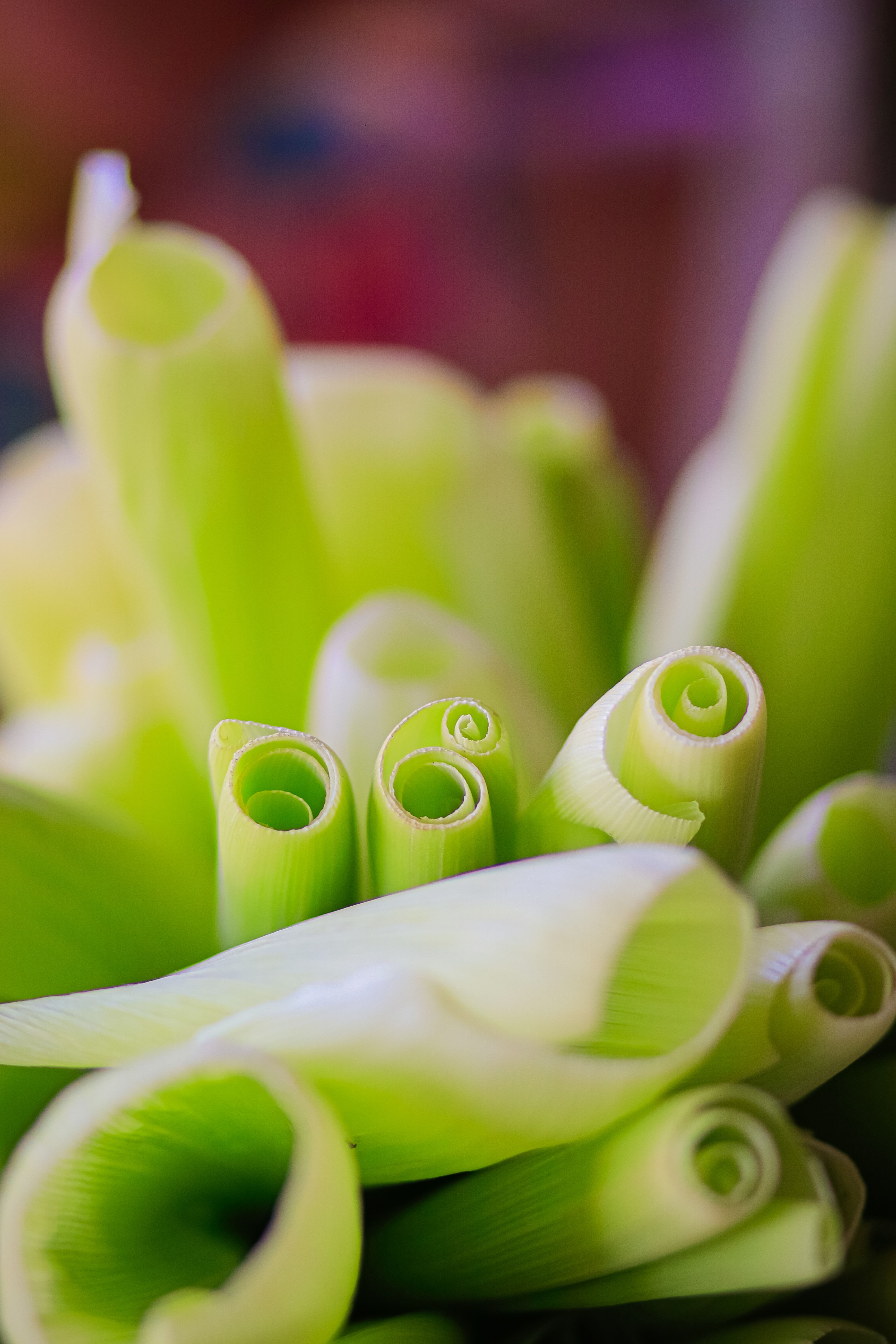 Close-up of Vibrant Green Plant Leaves Rolled · Free Stock Photo