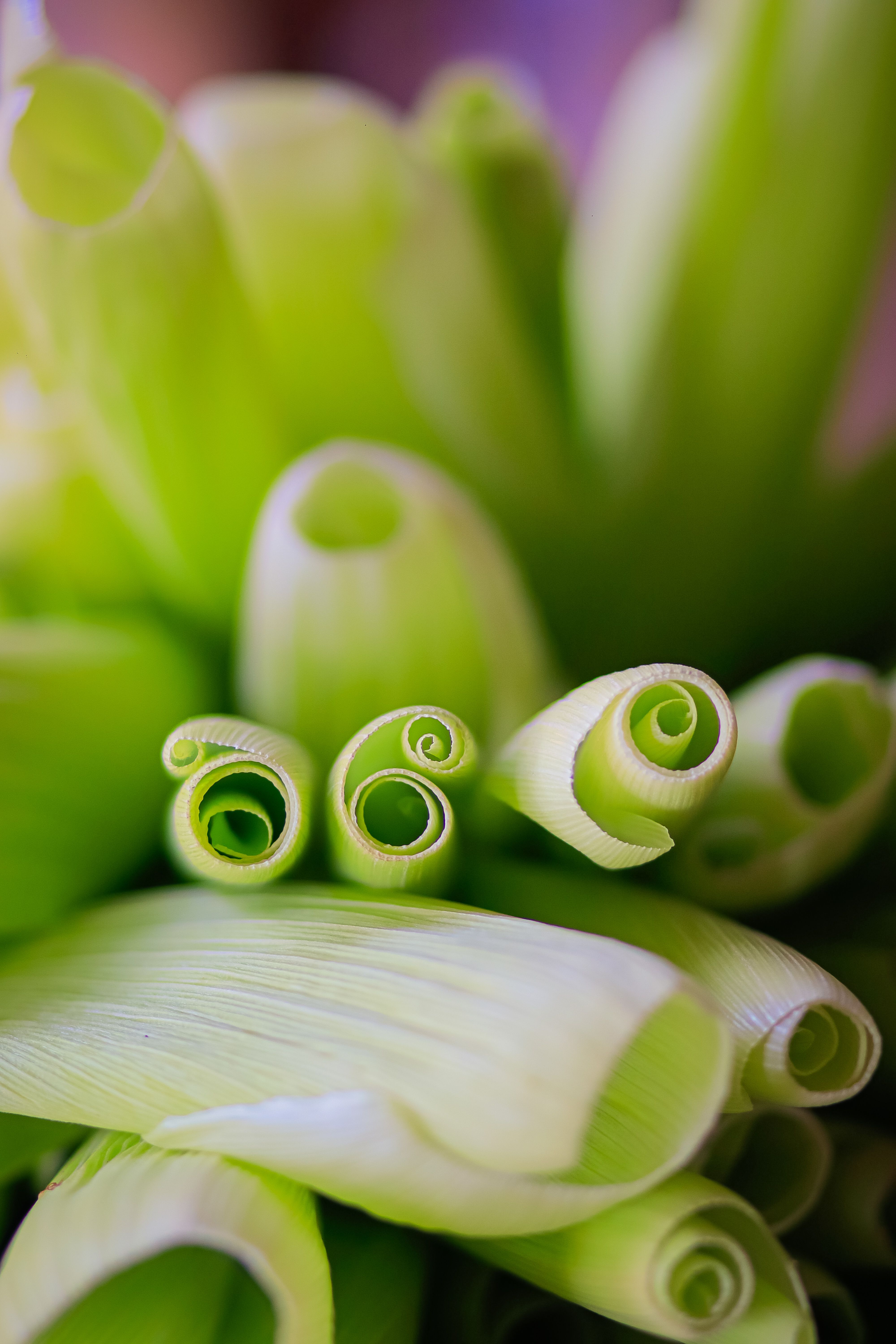 Close-up View of Rolled Green Plant Leaves · Free Stock Photo