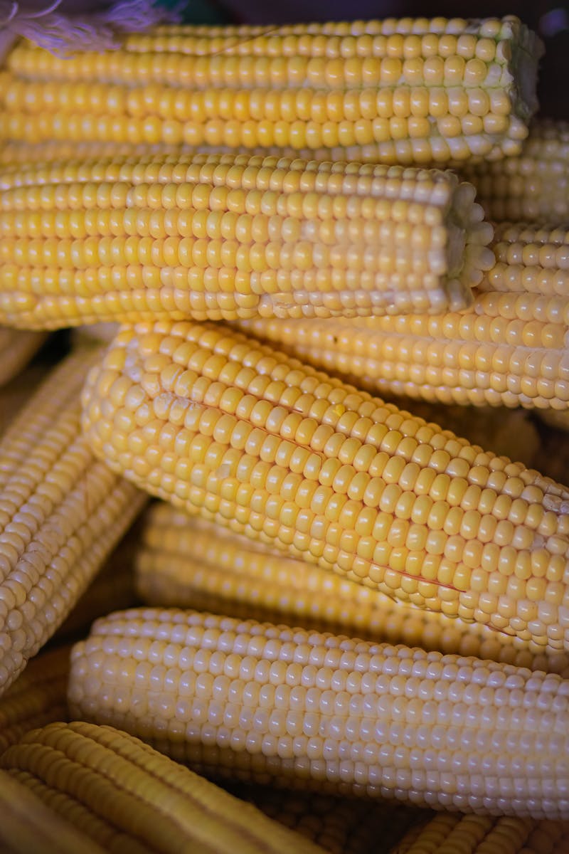 Sweet Corn Photos, Download The BEST Free Sweet Corn Stock Photos & HD ...