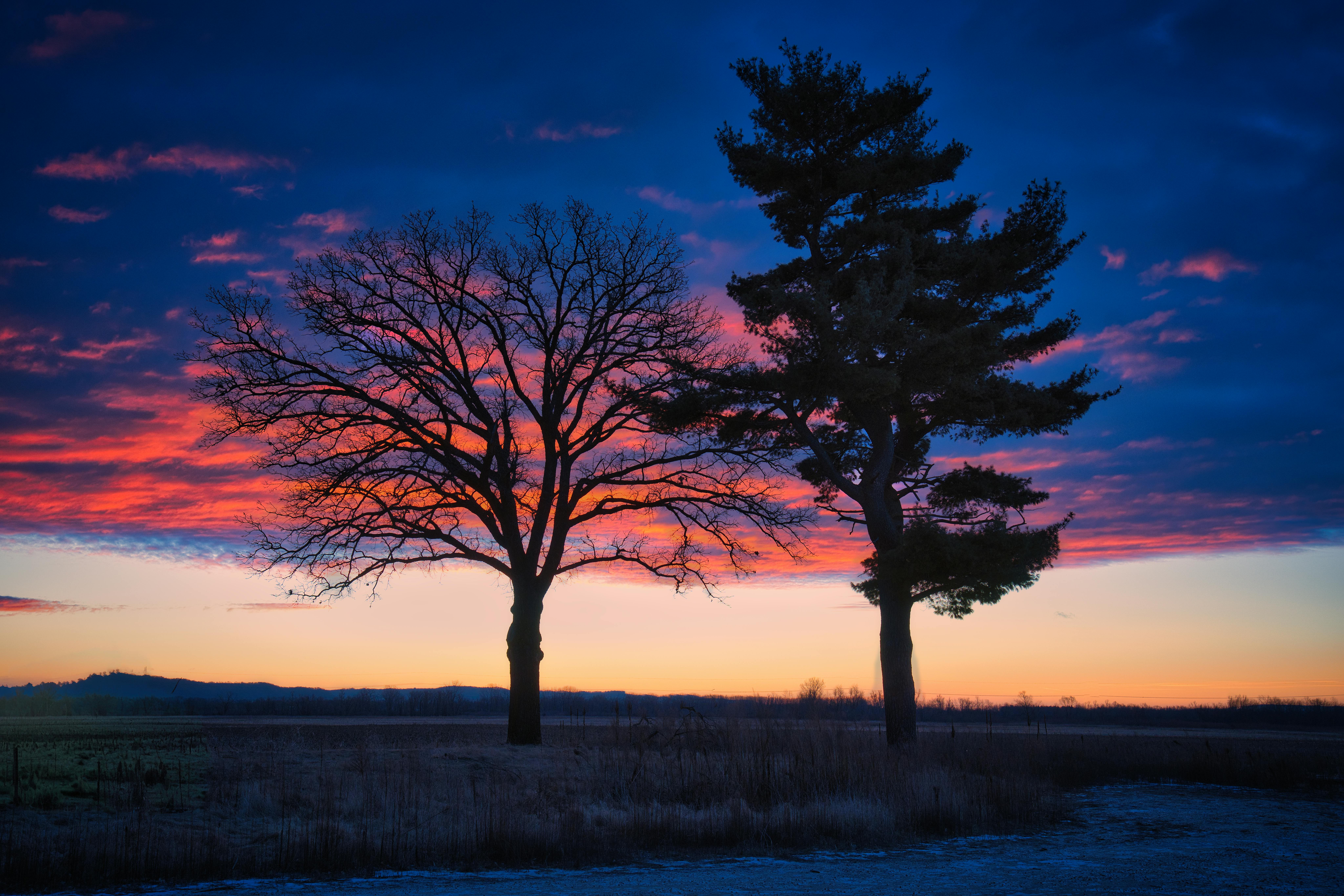 Silhouetted Trees at Sunset in Kellogg, Minnesota · Free Stock Photo