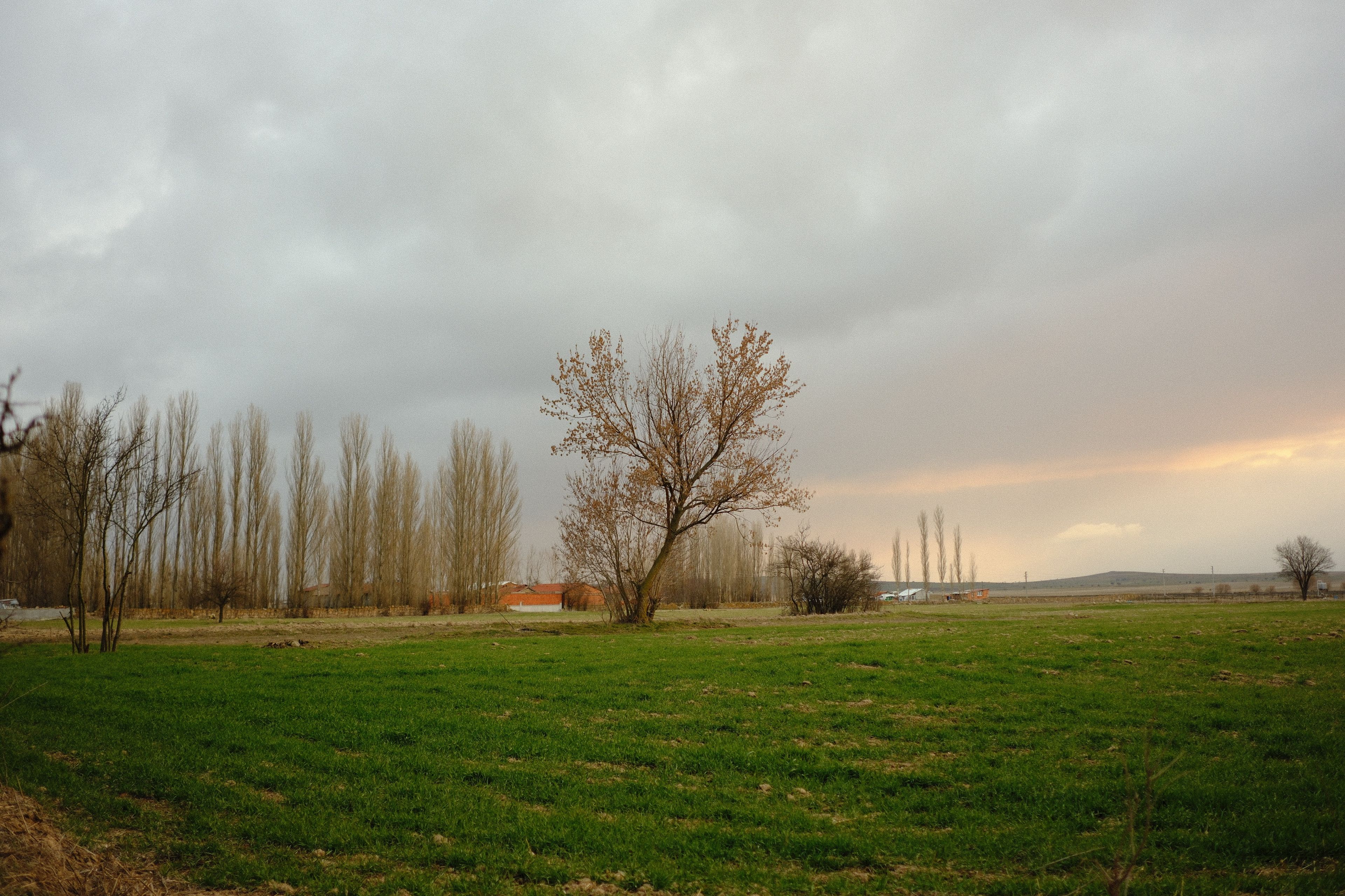 Serene Landscape with Trees Under Overcast Sky · Free Stock Photo