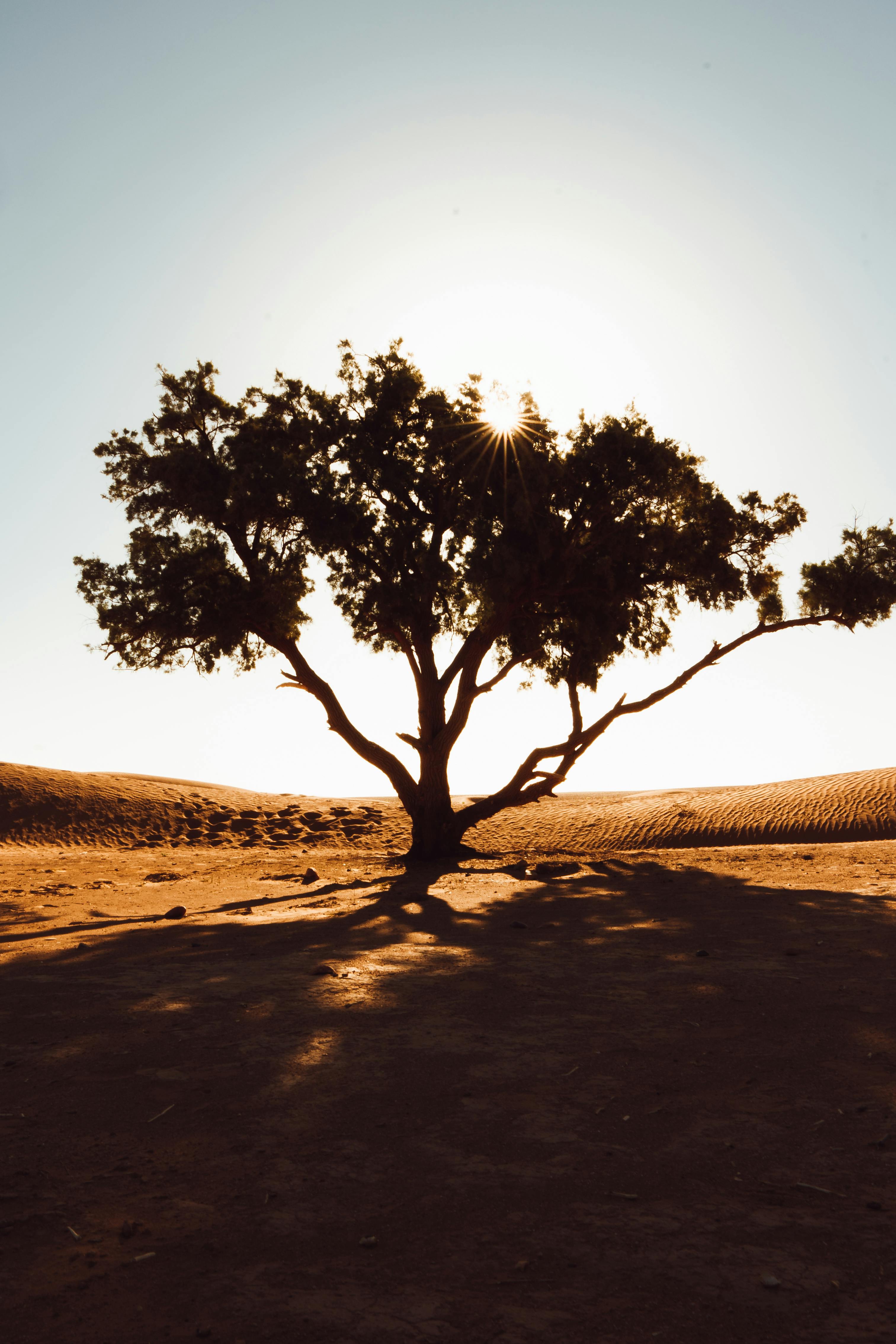 Lone Tree in Moroccan Sahara Desert at Sunset · Free Stock Photo