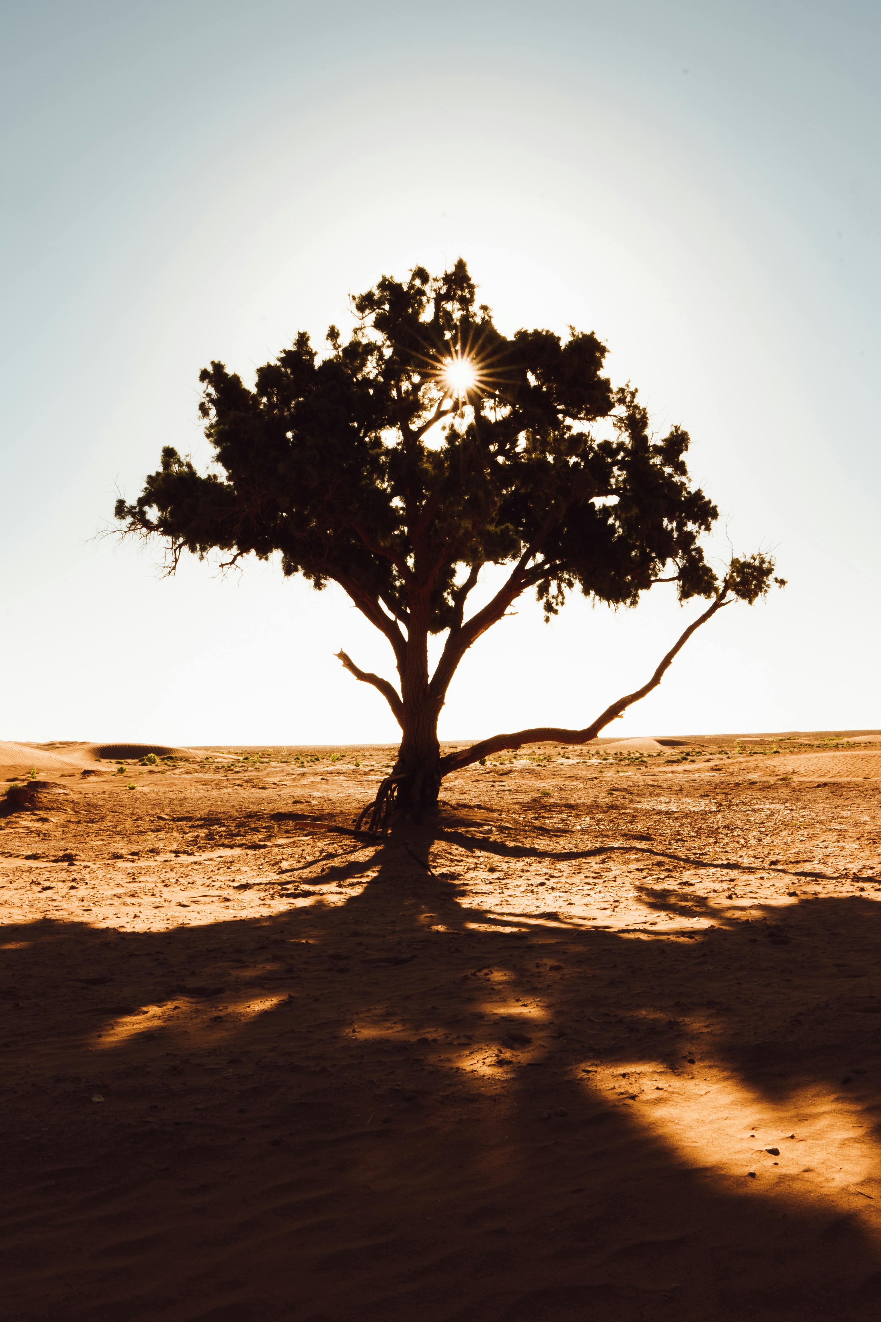 A Tree In Desert Photos, Download The BEST Free A Tree In Desert Stock ...