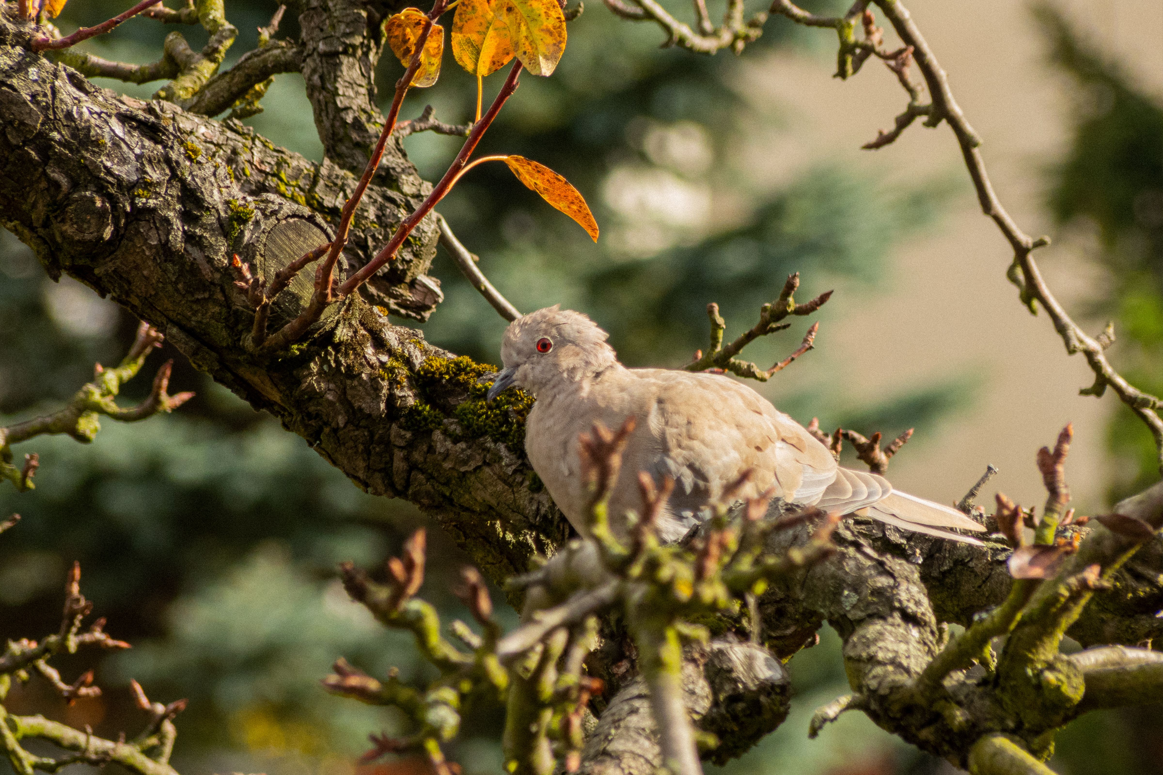 Eurasian Collared Dove Resting on Tree Branch in Autumn · Free Stock Photo