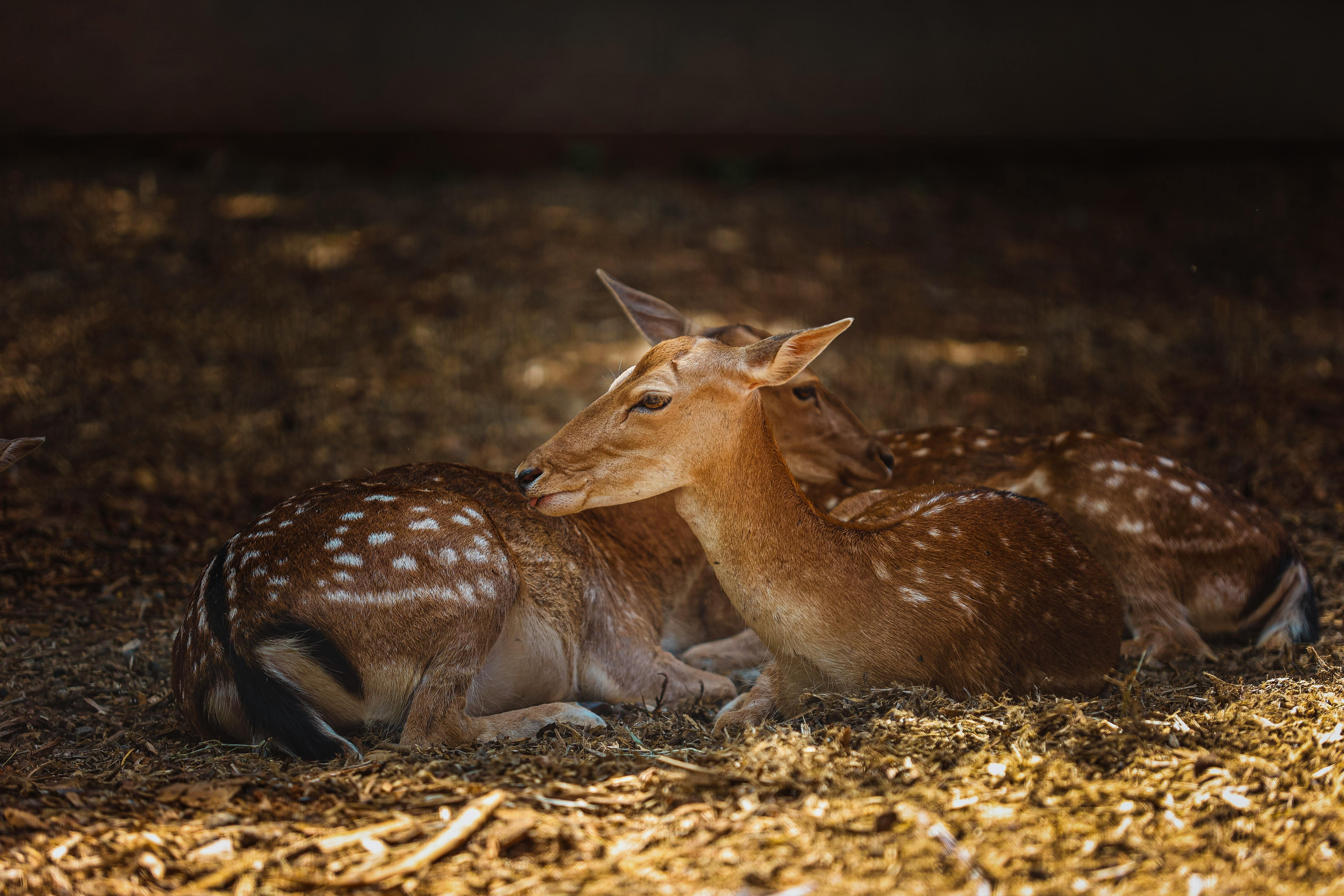 Tranquil Fallow Deer Resting in Dappled Light · Free Stock Photo