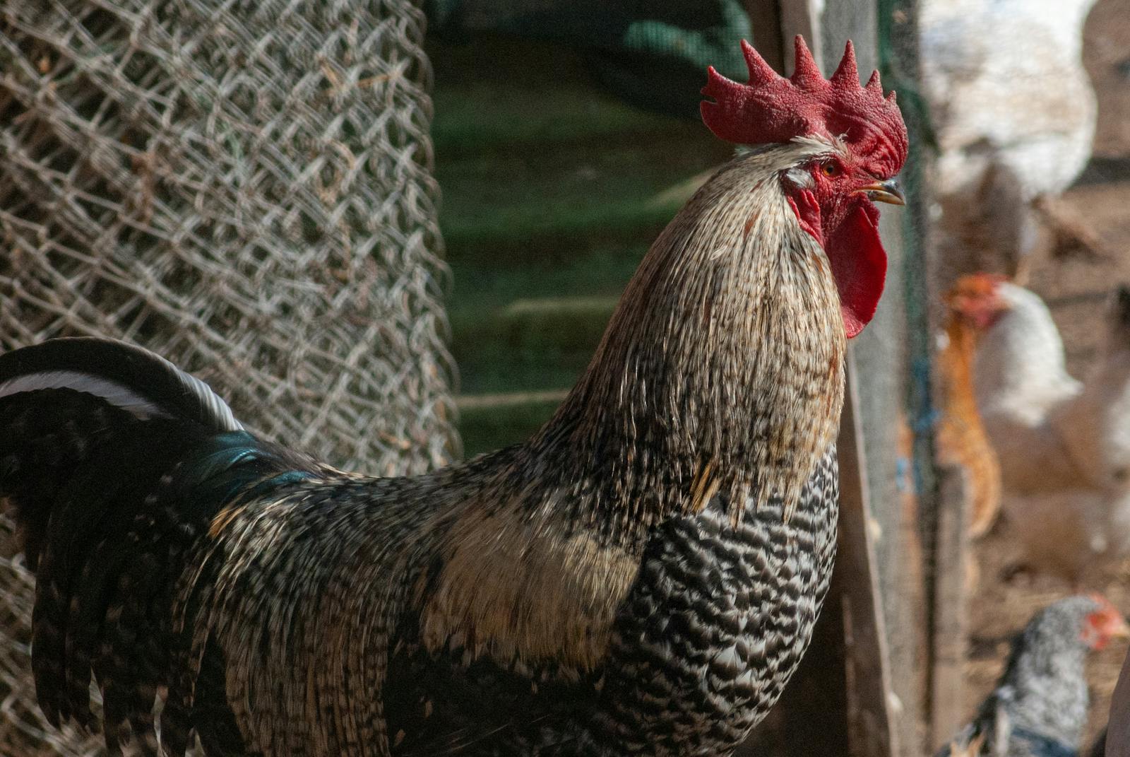 Poultry Farm Photos, Download The BEST Free Poultry Farm Stock Photos ...