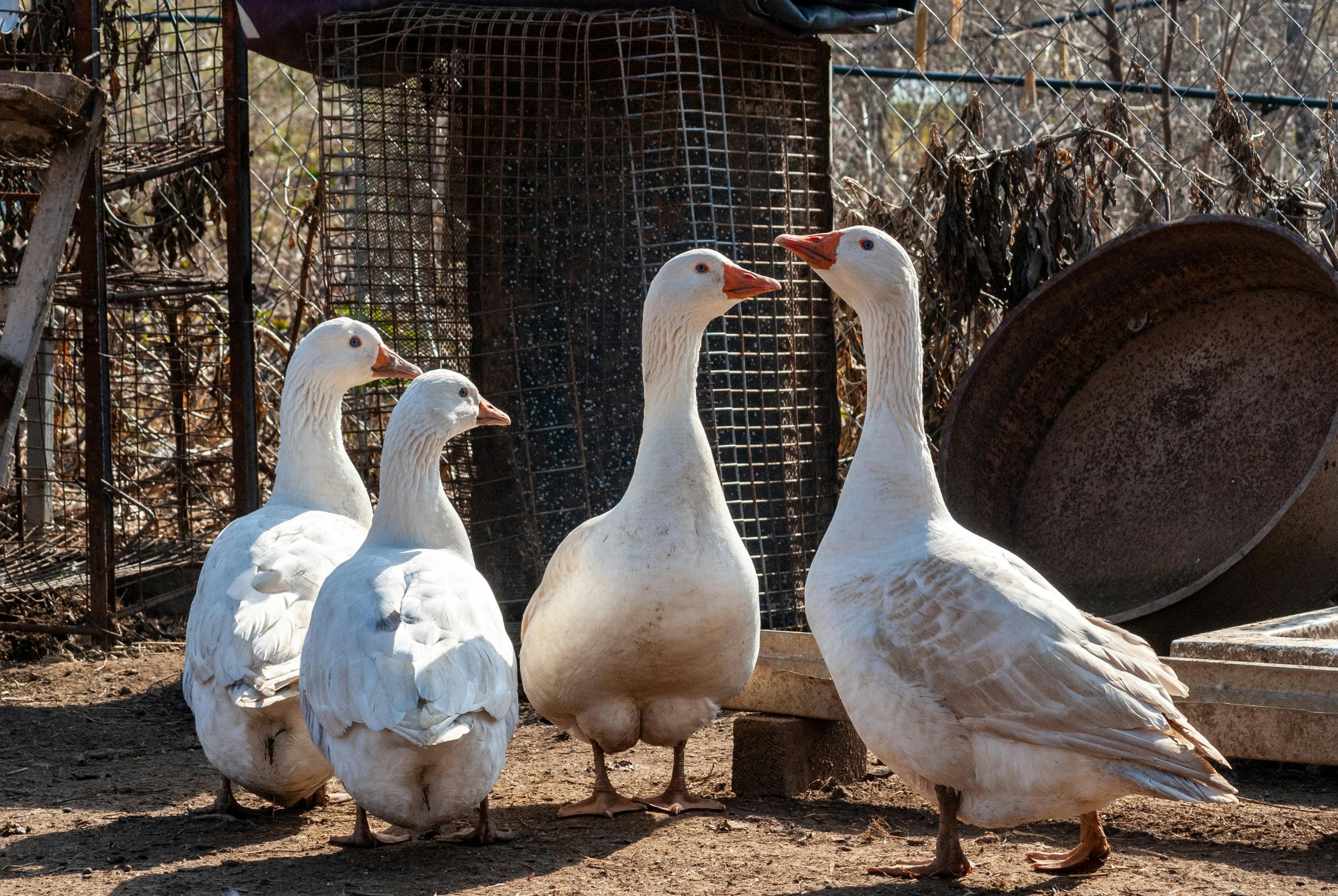 Group of White Geese in Ohrid Farmyard · Free Stock Photo