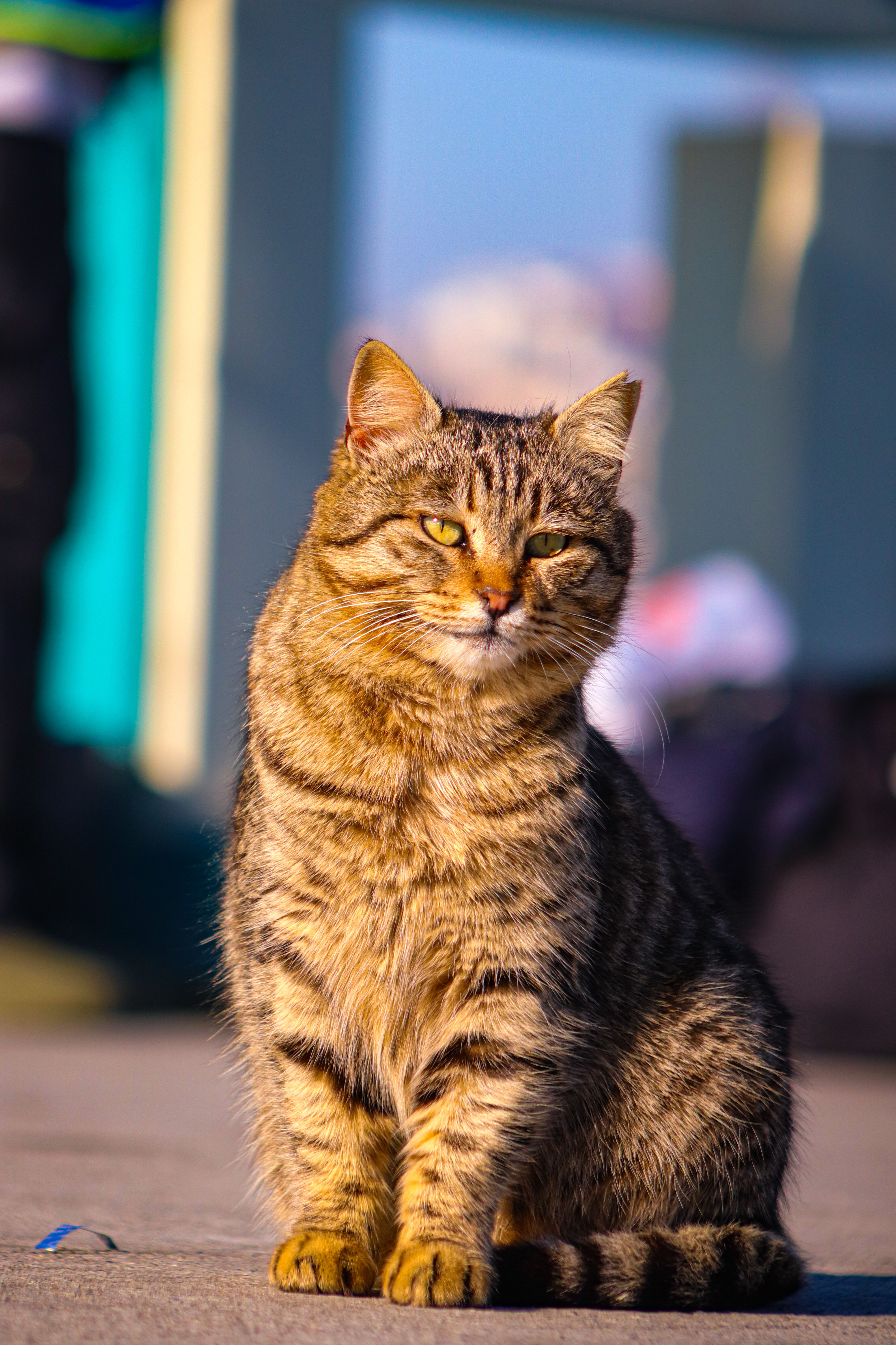 Close-Up of a Brown Tabby Cat Outdoors · Free Stock Photo