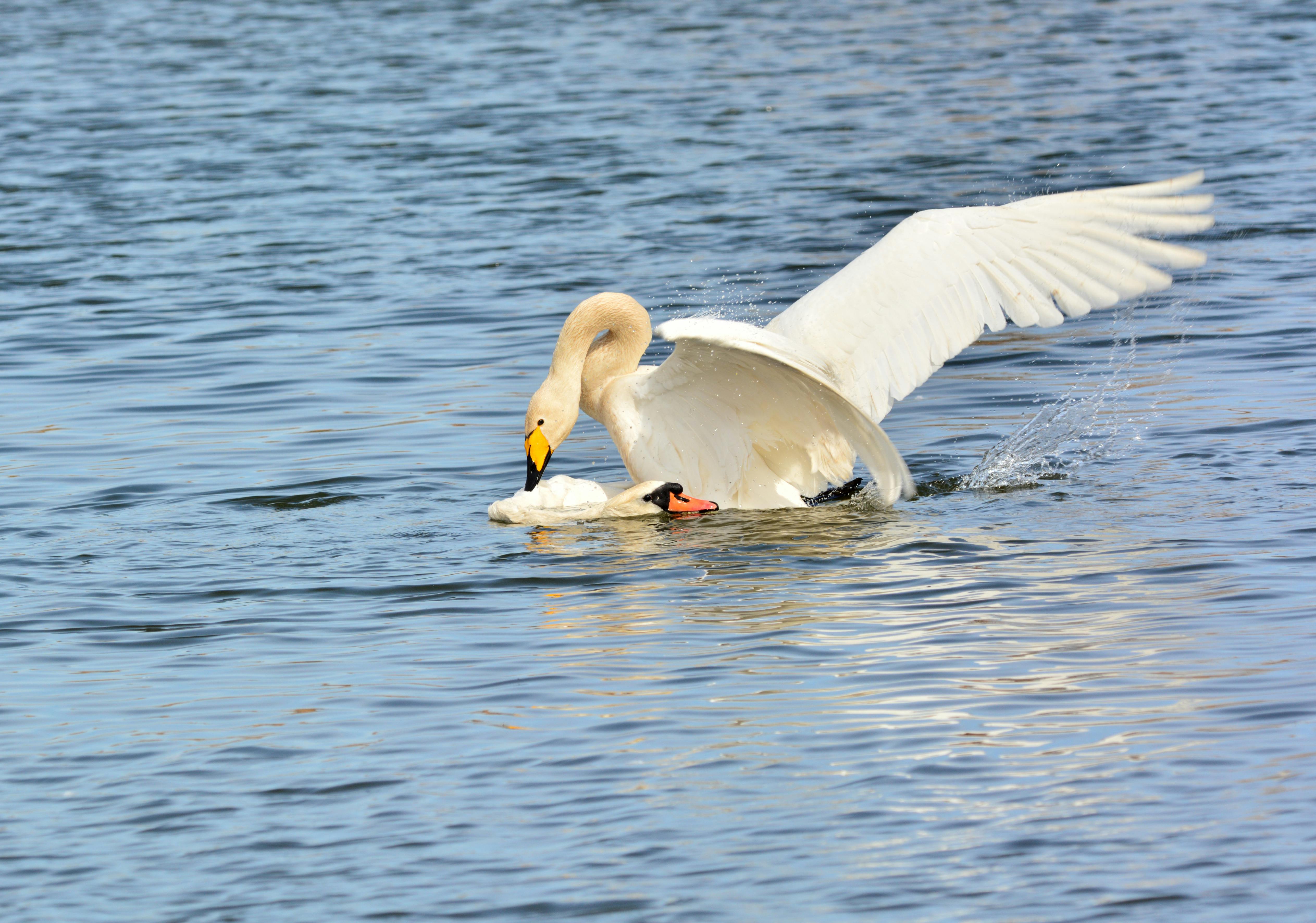 Water Animals Photos, Download The BEST Free Water Animals Stock Photos ...