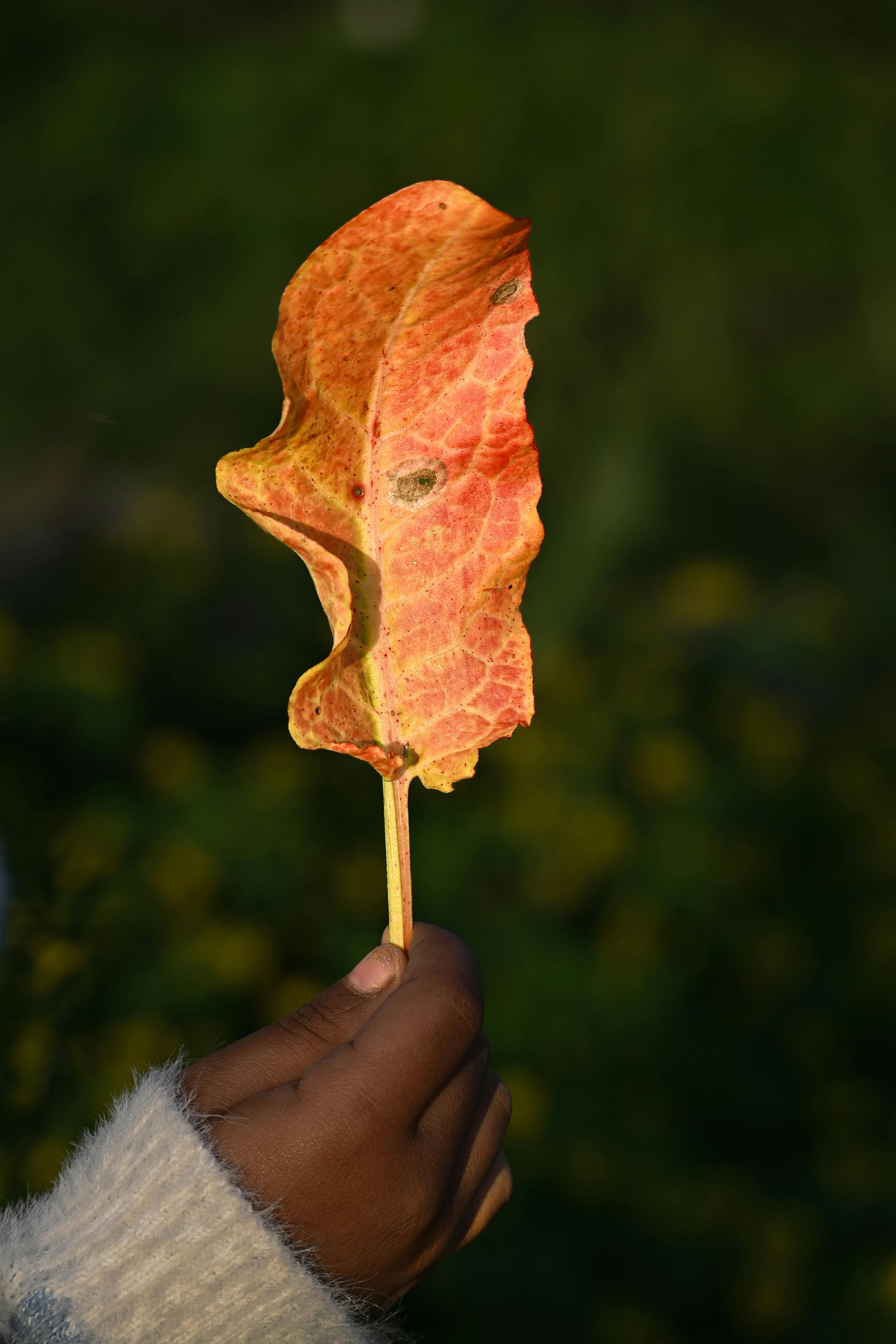 Child Holding Autumn Leaf in Warm Light · Free Stock Photo