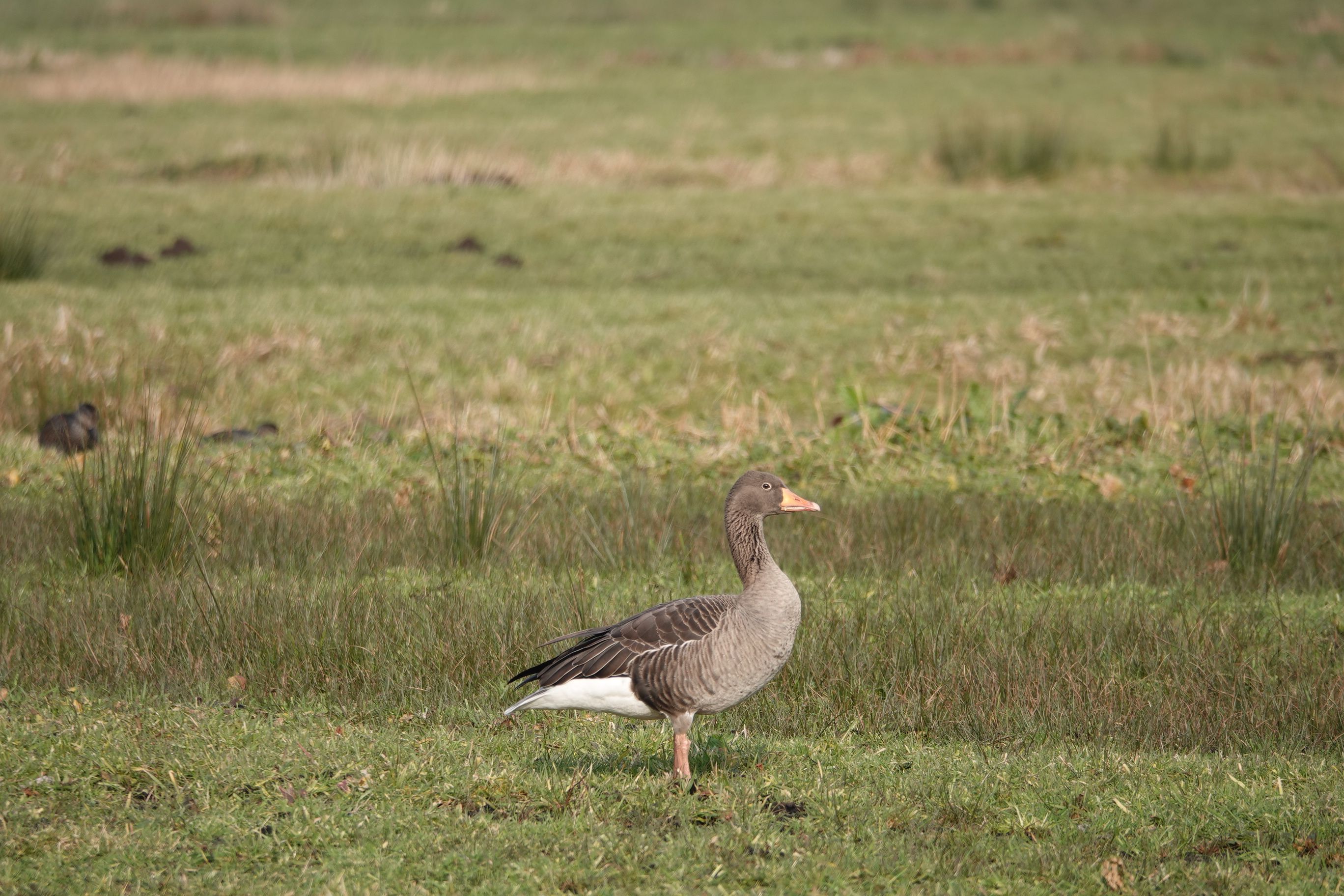 Greylag Goose in Dutch Countryside Meadow · Free Stock Photo
