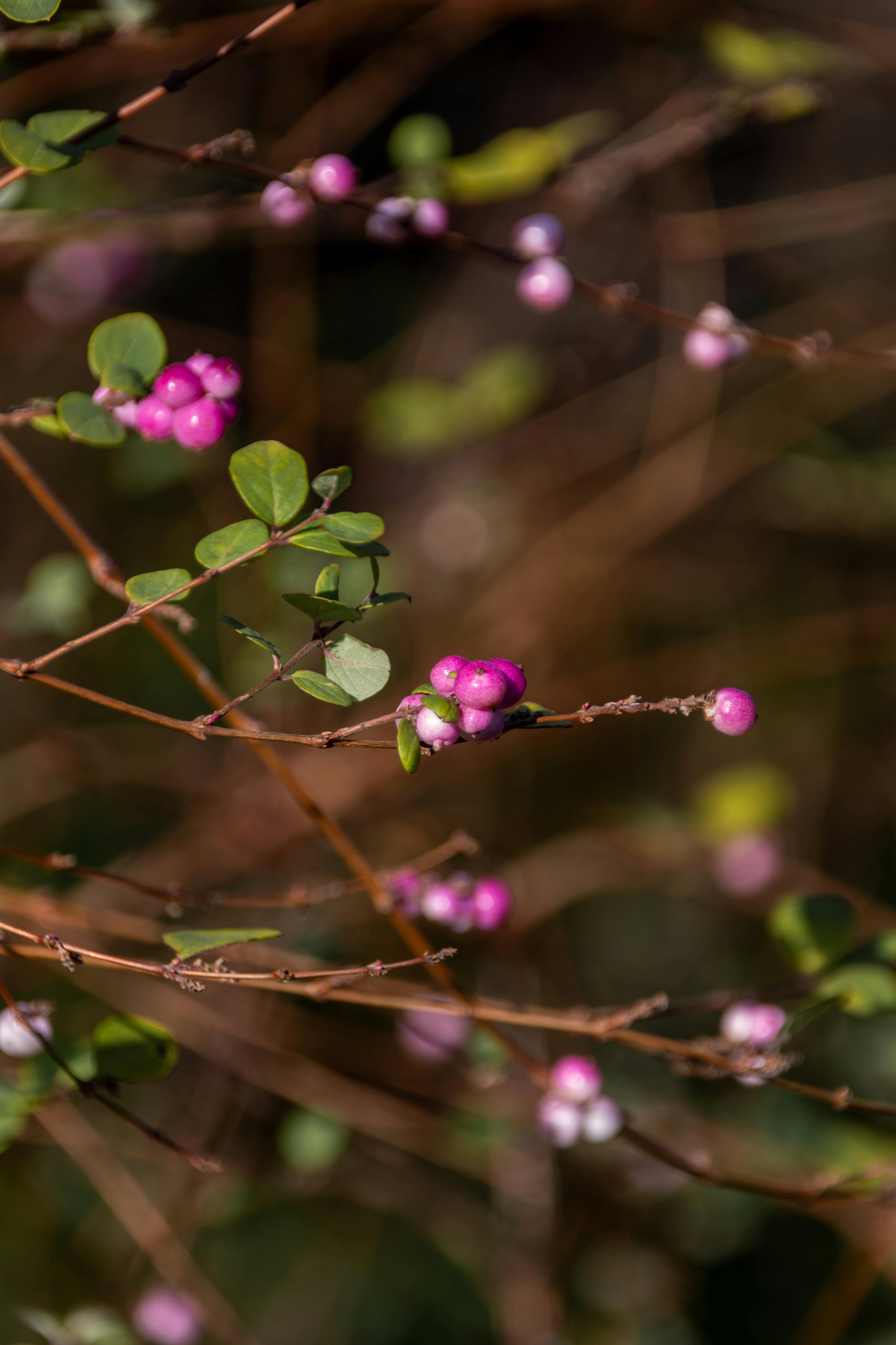 Teto+Fruit Photos, Download The BEST Free Teto+Fruit Stock Photos & HD ...
