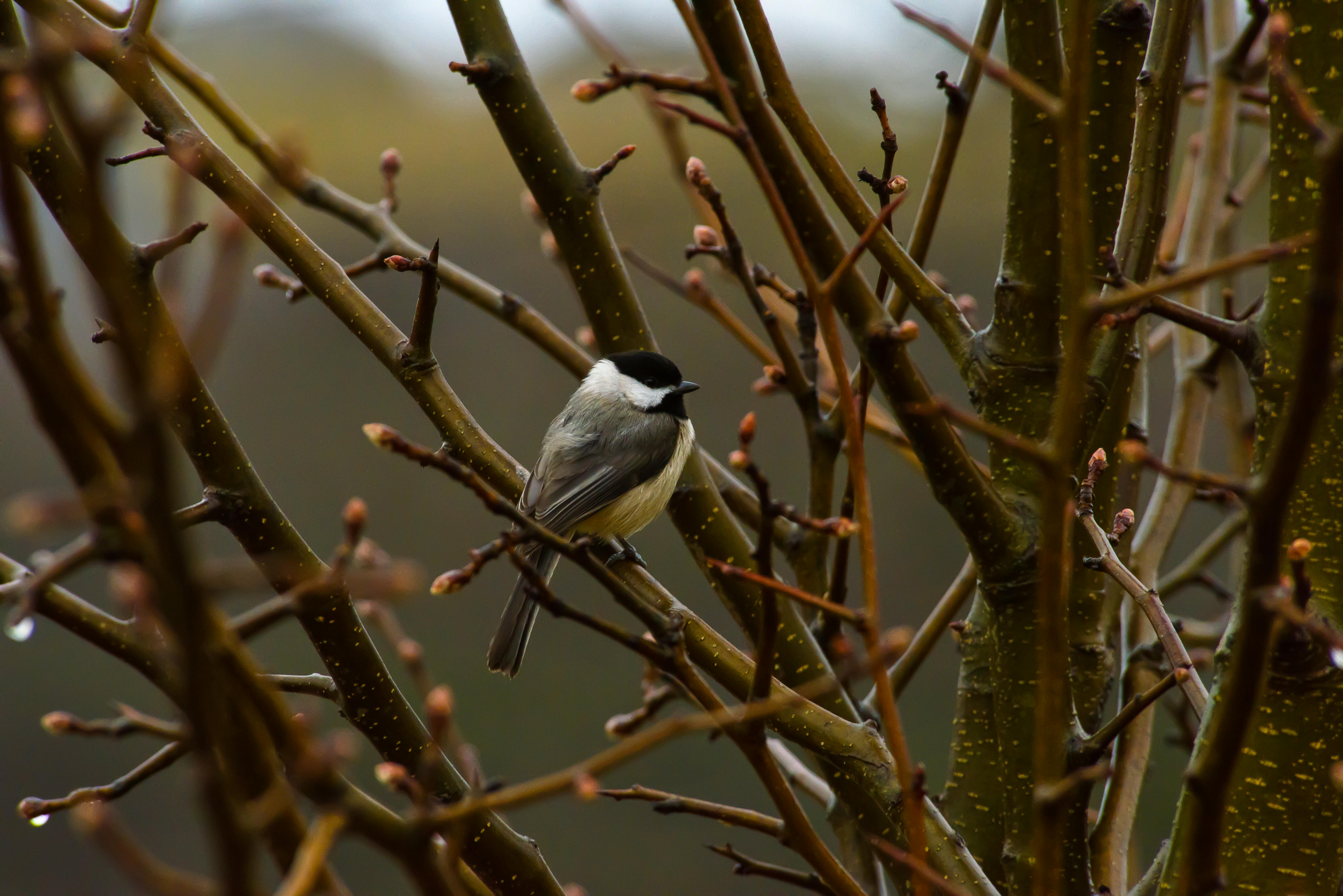 Chickadee Photos, Download The BEST Free Chickadee Stock Photos & HD Images