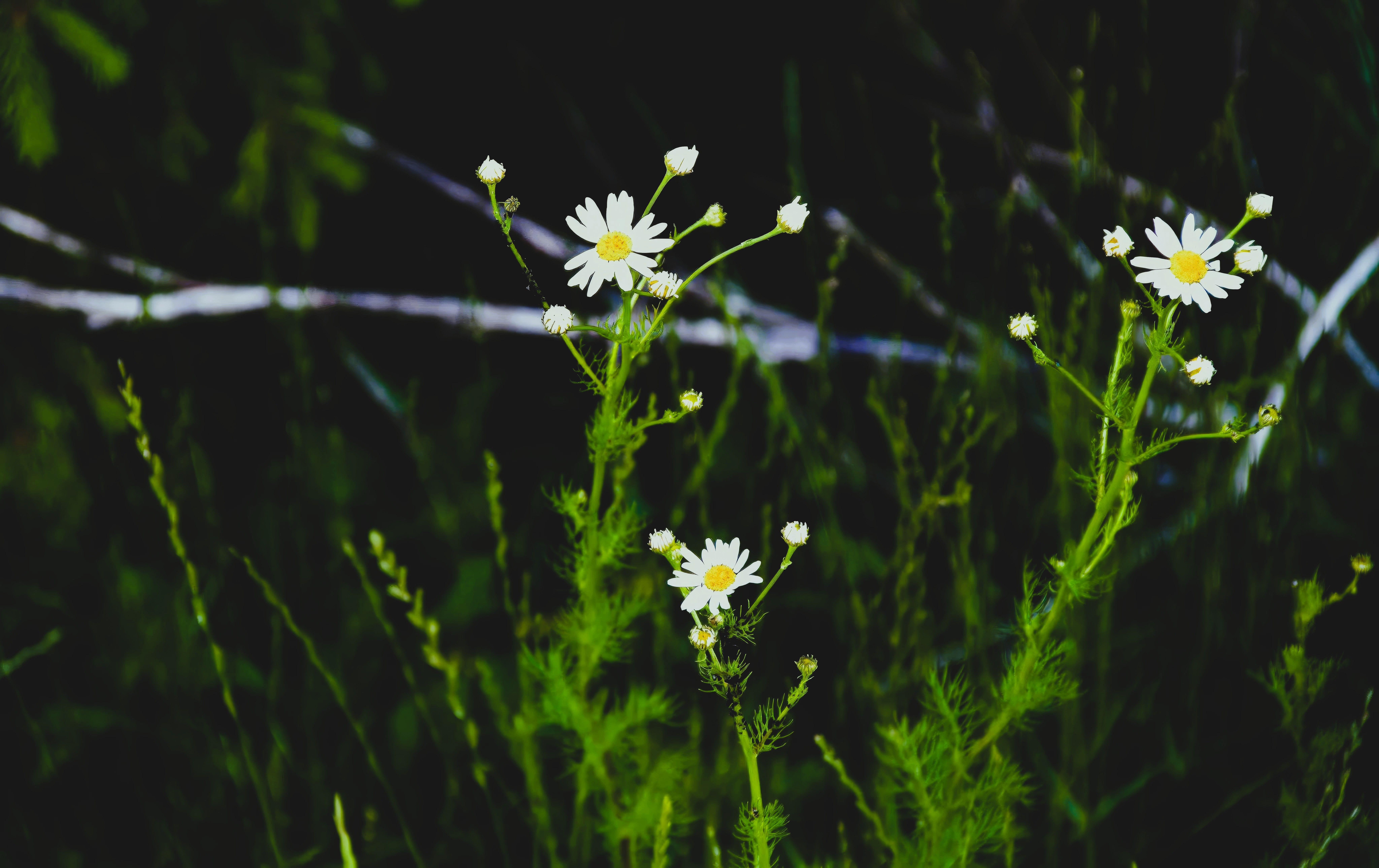 Beautiful Wild Daisies in a Dark Forest Setting · Free Stock Photo