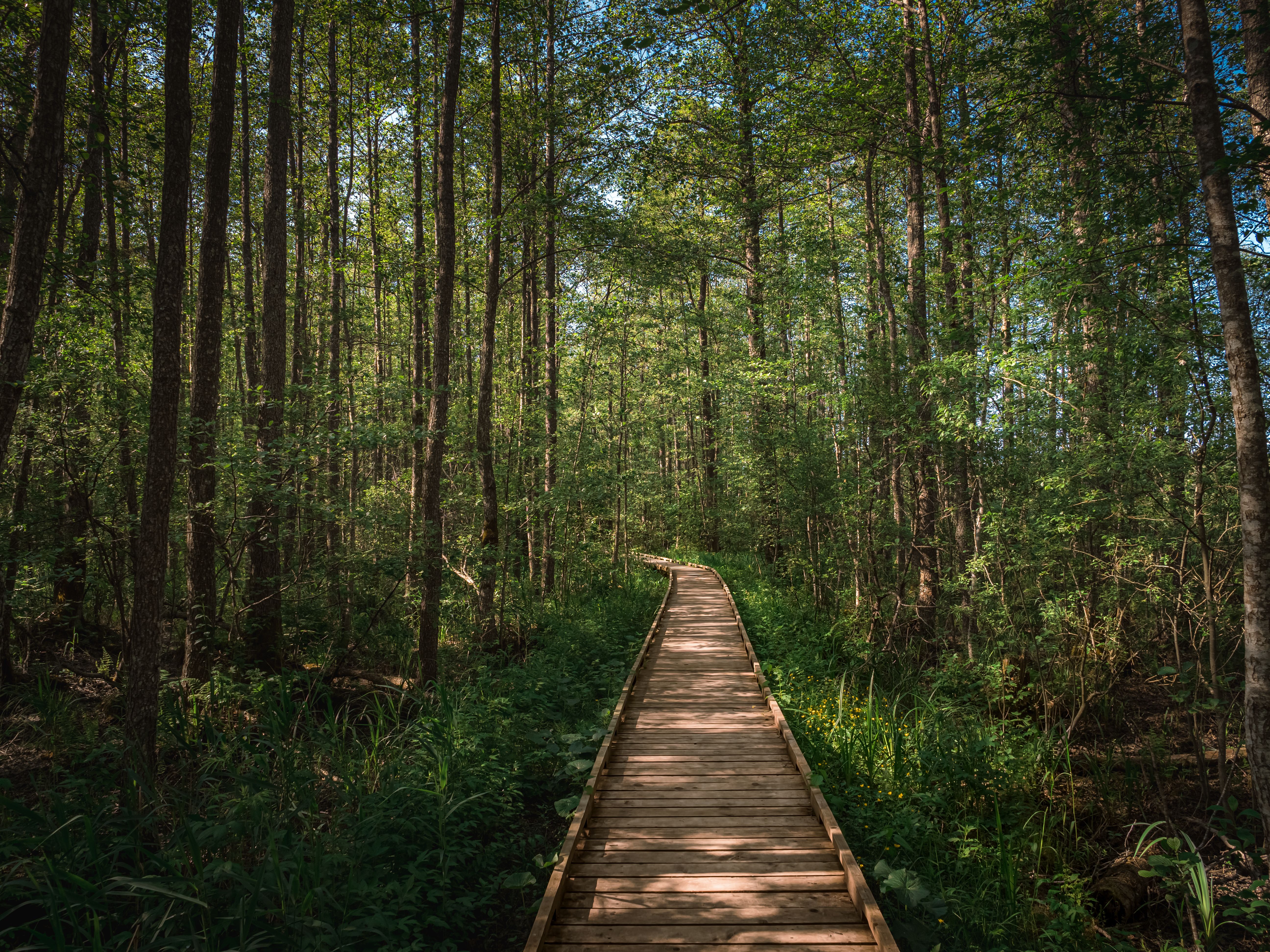 Slatted Wood Pathway Between Trees · Free Stock Photo