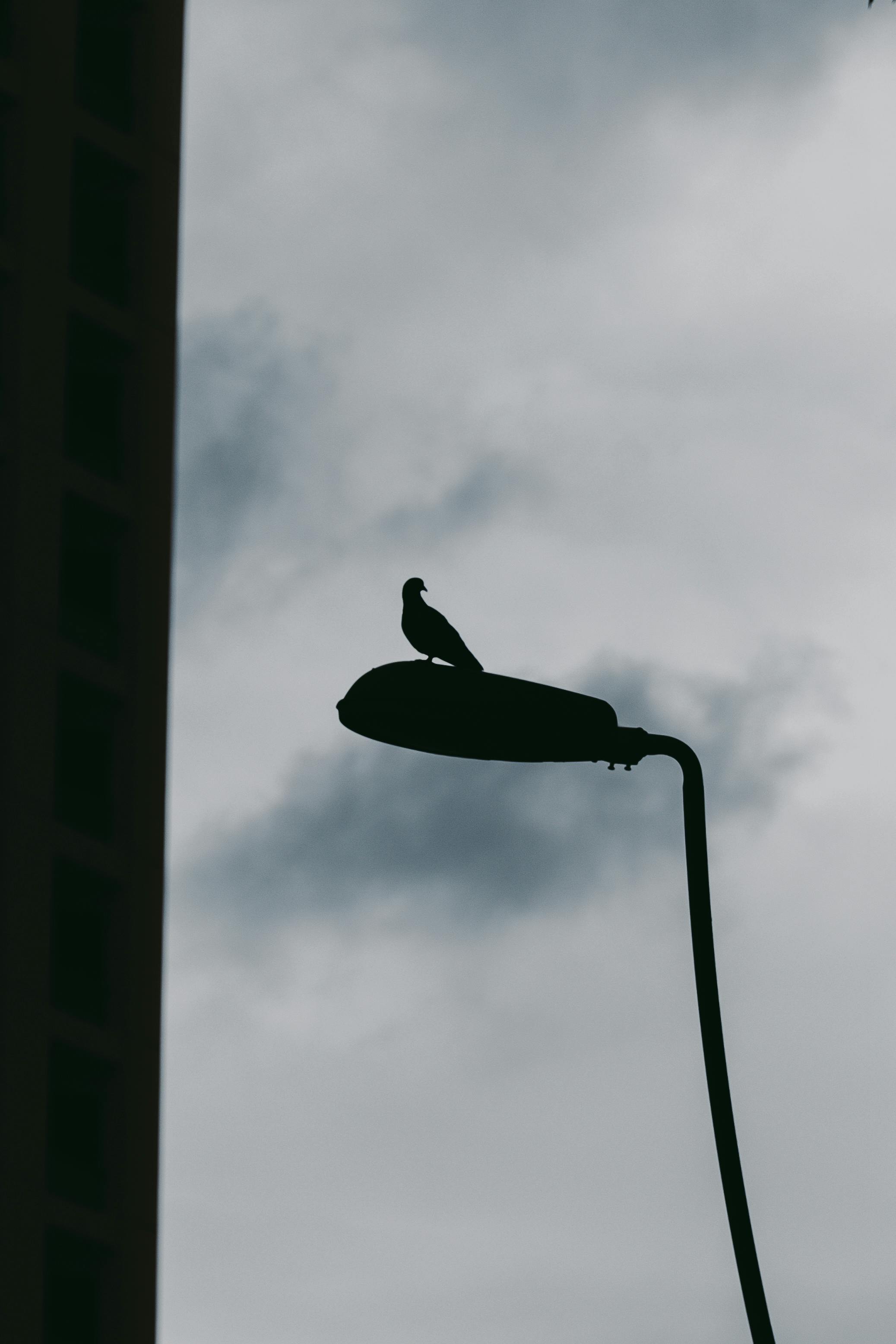 Jean Leal - Photography