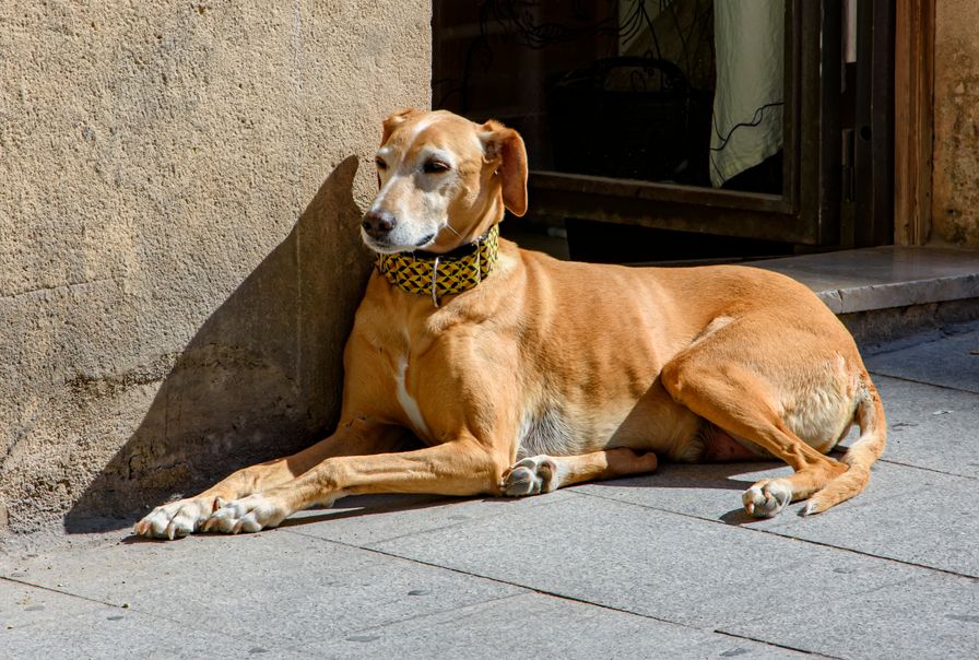 Dog Vision Filter Bluey: Explore Your Pet's Unique World