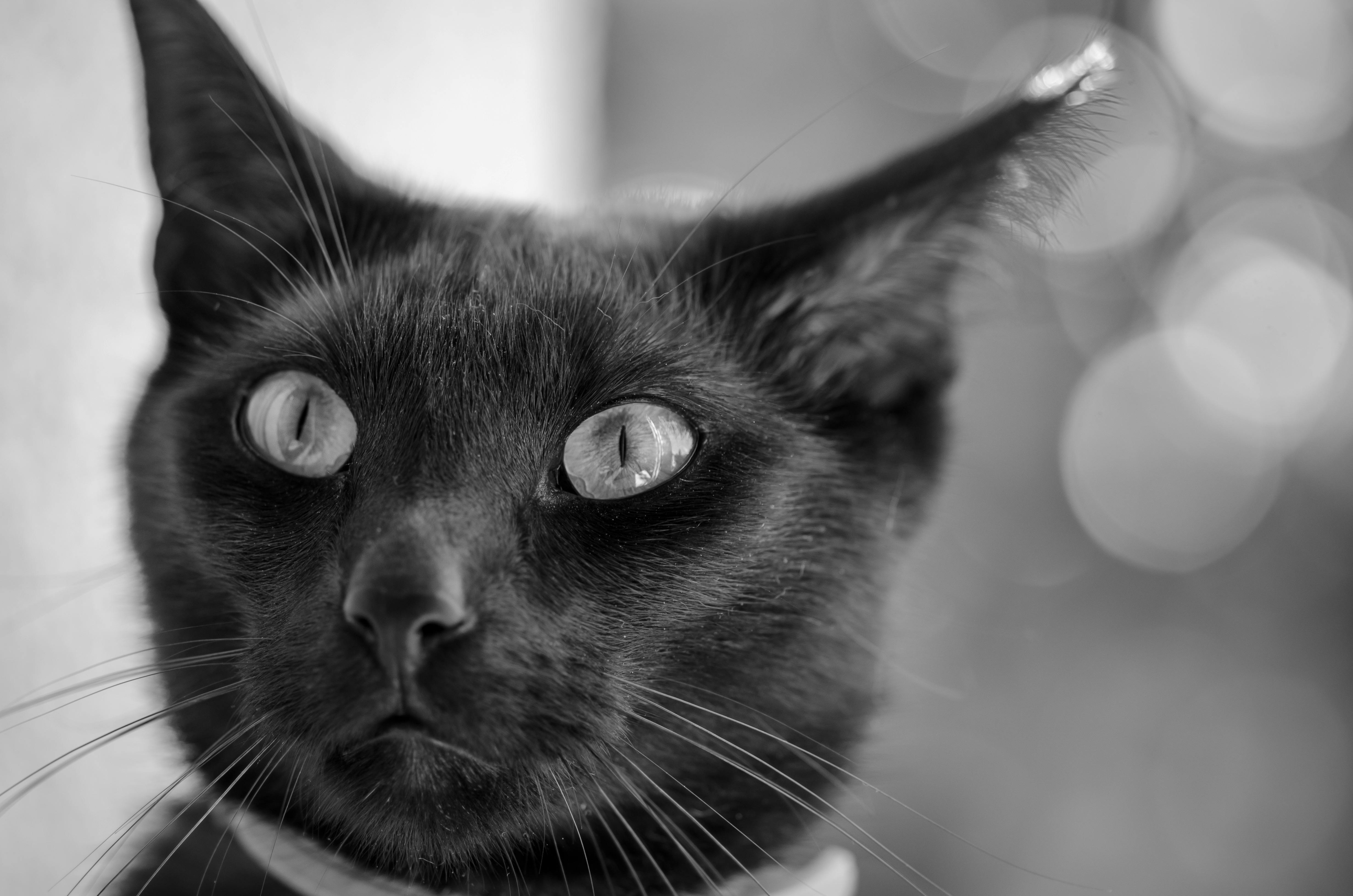 Walkaround+Mascots Photos, Download The BEST Free Walkaround+Mascots ...