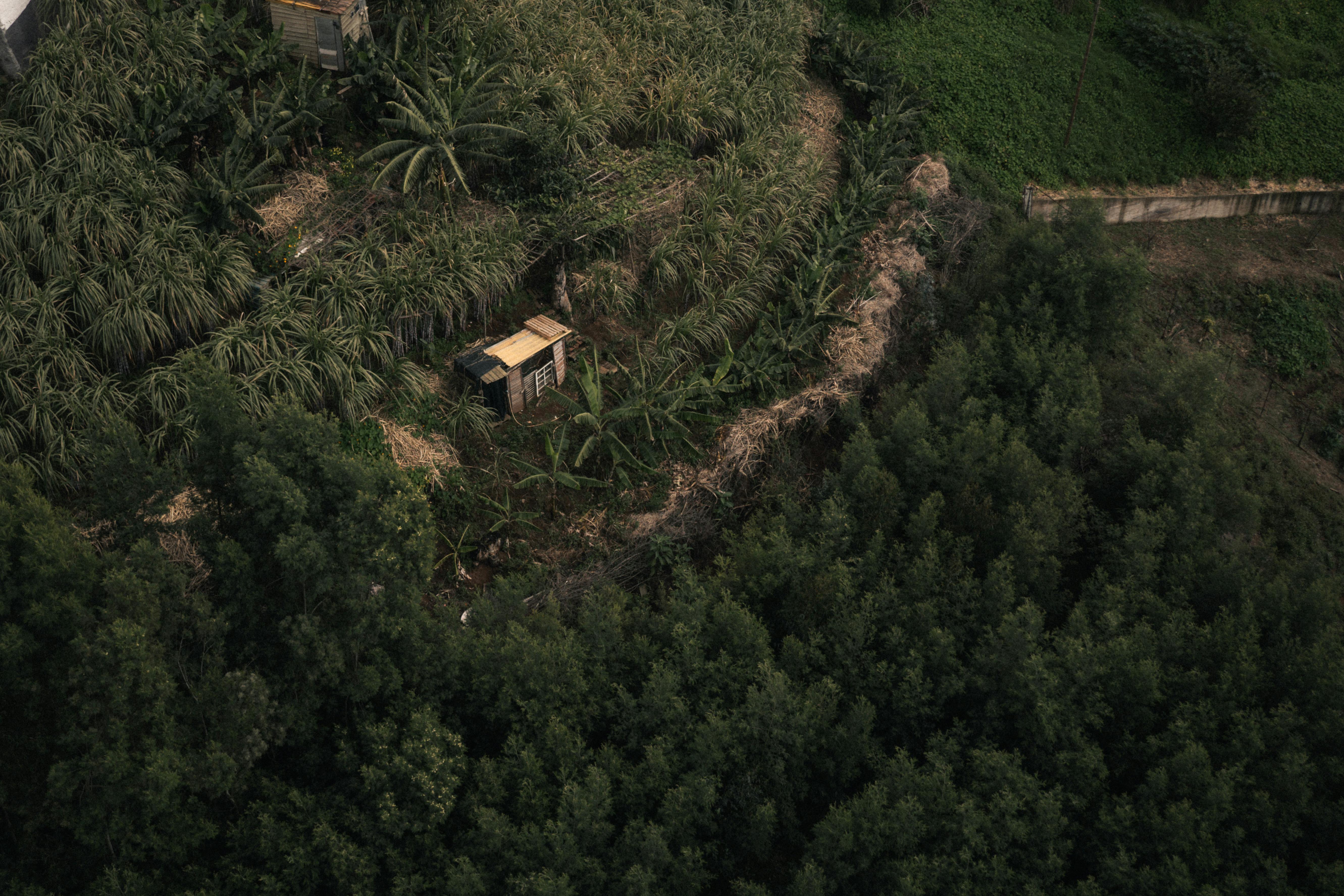 Lush Aerial View of Dense Rural Vegetation · Free Stock Photo