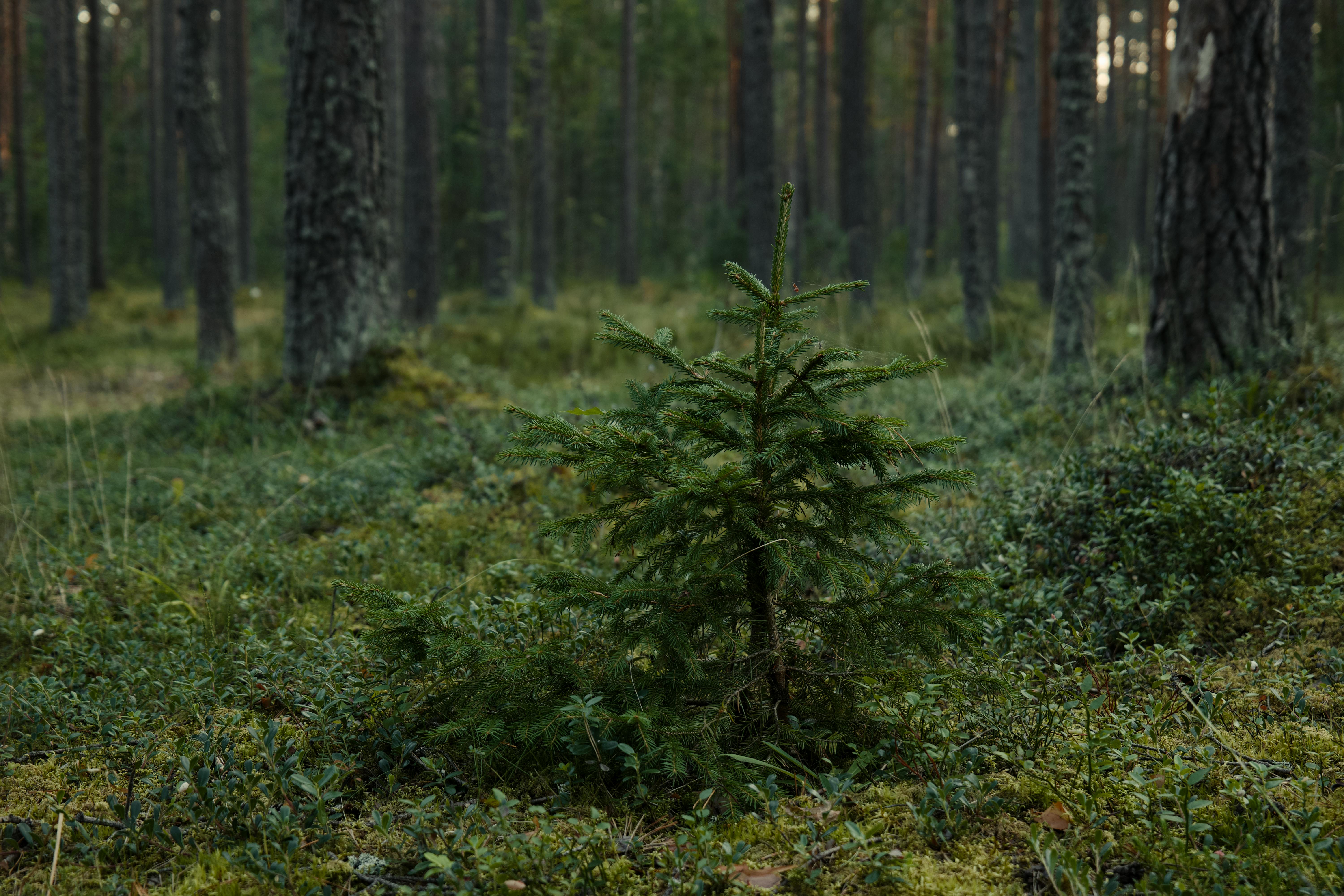 Reforestation Photos, Download The BEST Free Reforestation Stock Photos ...