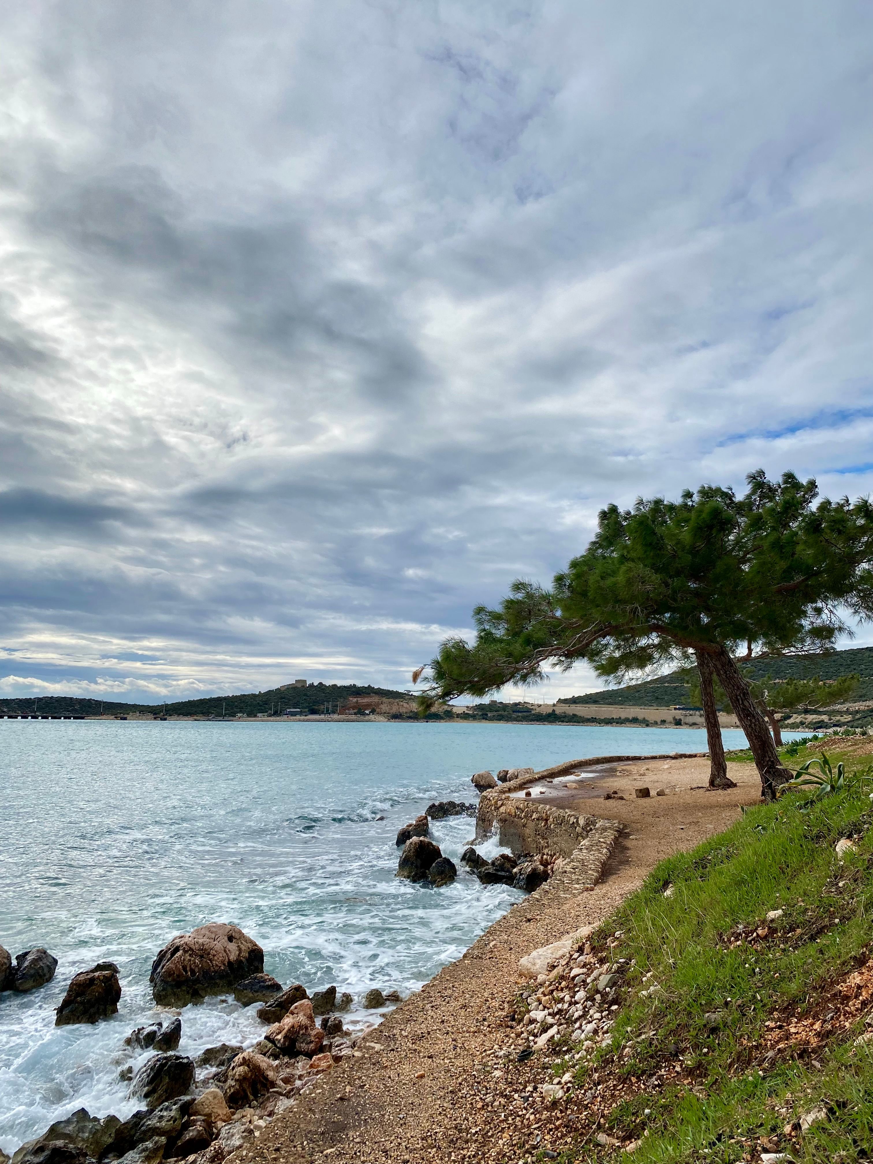Serene Coastal Landscape with Lone Tree · Free Stock Photo