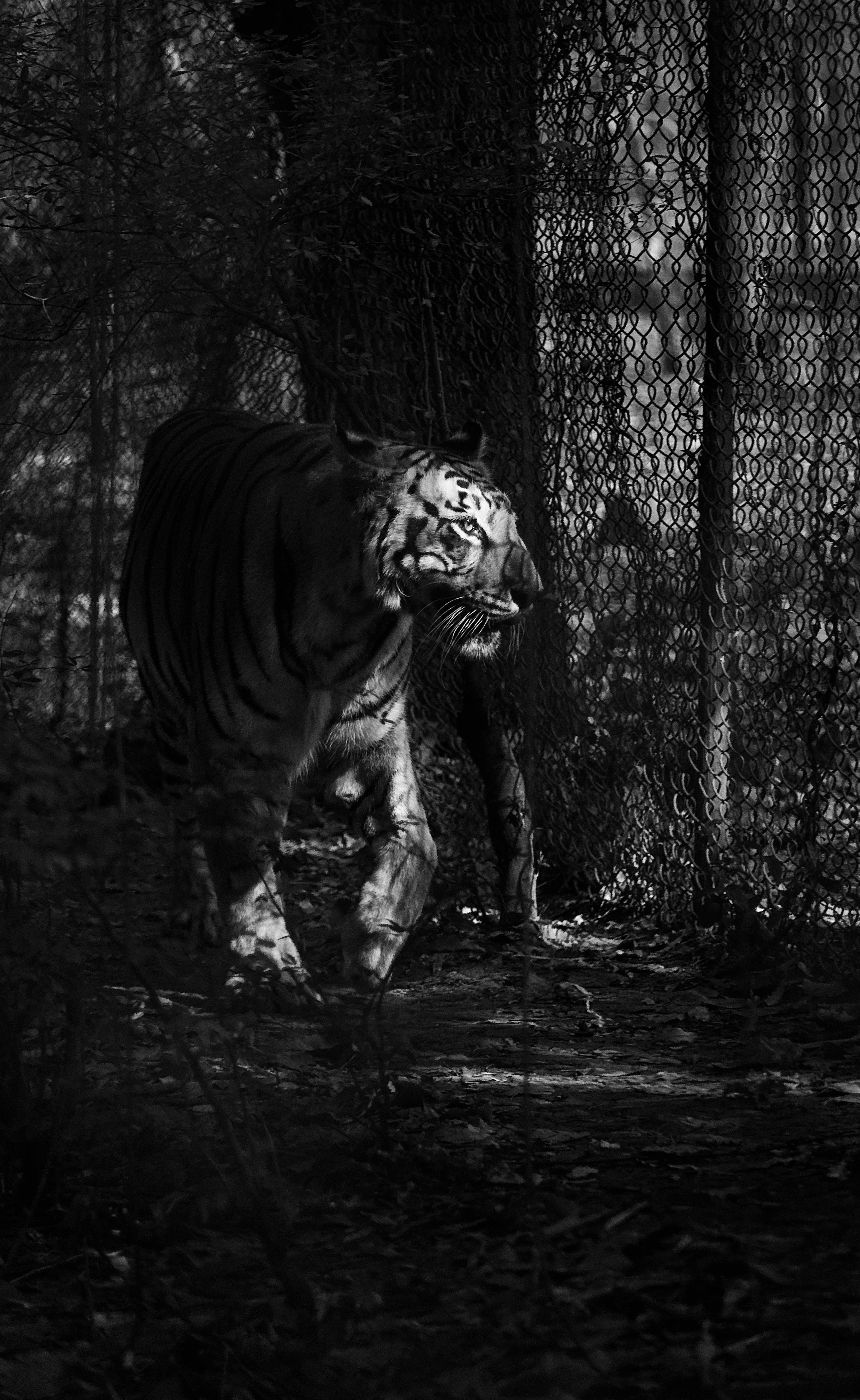 Jungle. Photos, Download The BEST Free Jungle. Stock Photos & HD Images