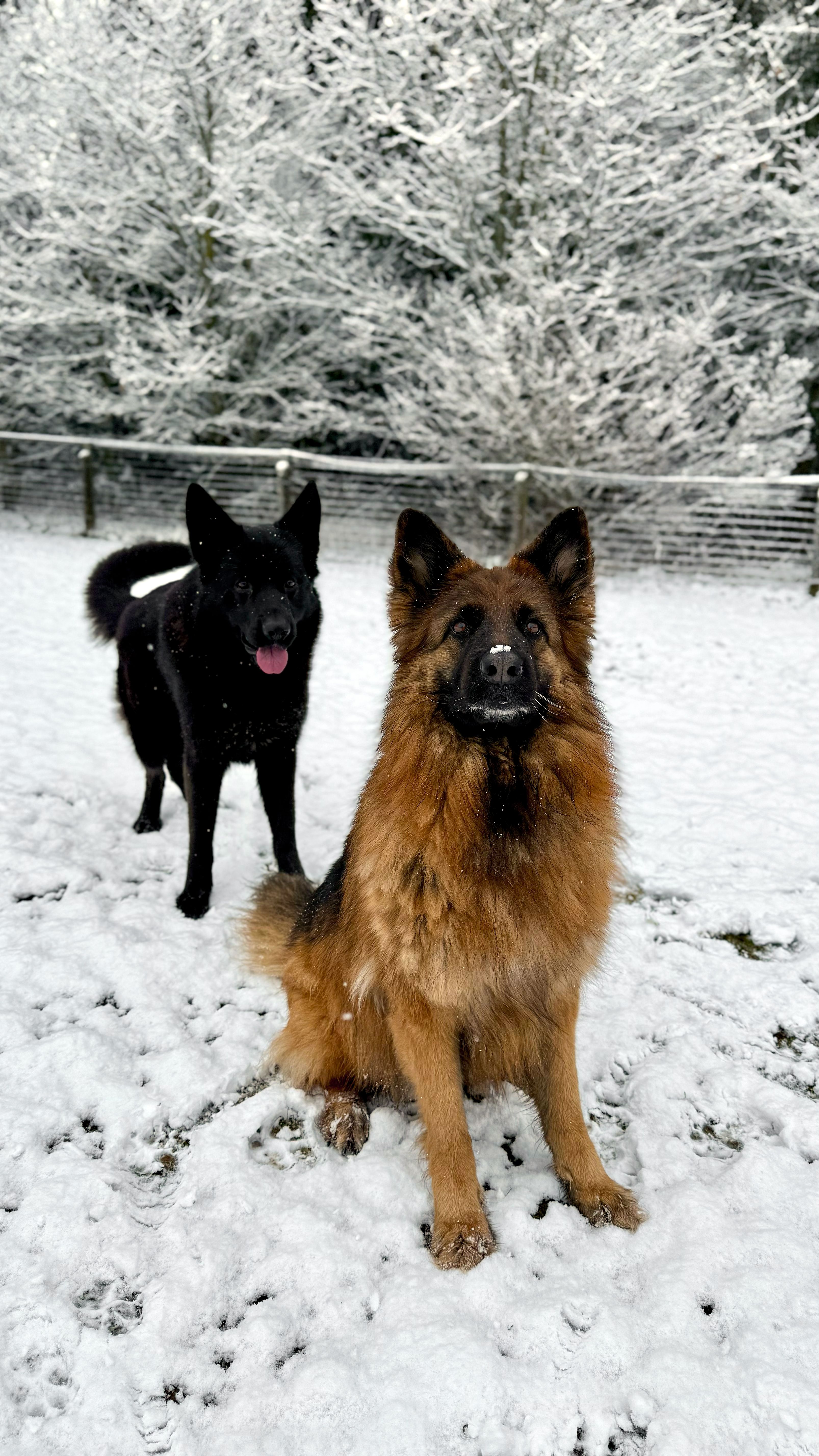 Playful German Shepherds in a Snowy Winter Scene · Free Stock Photo